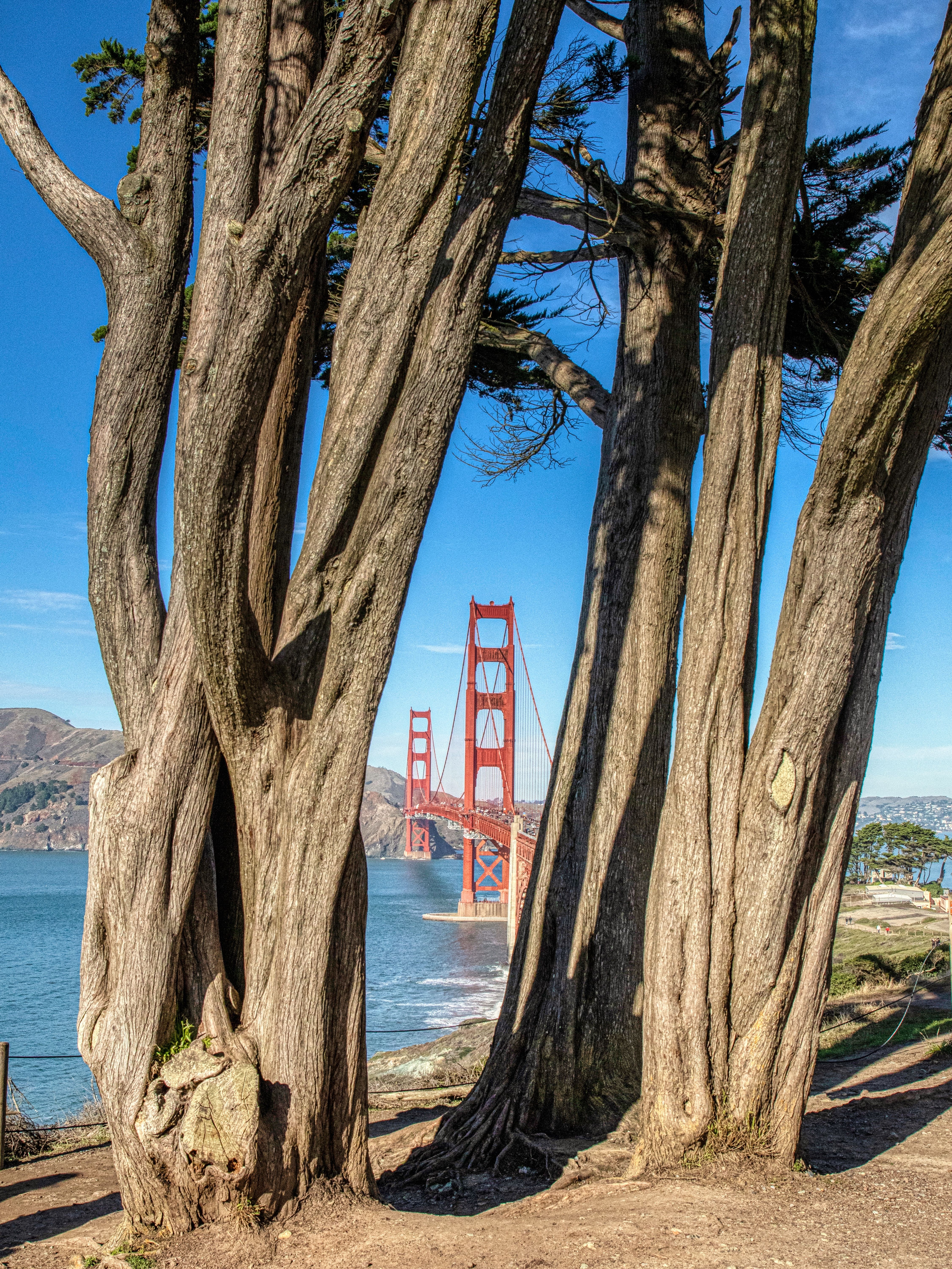 Cypress Trees Monterey California Photos, Download The BEST Free ...