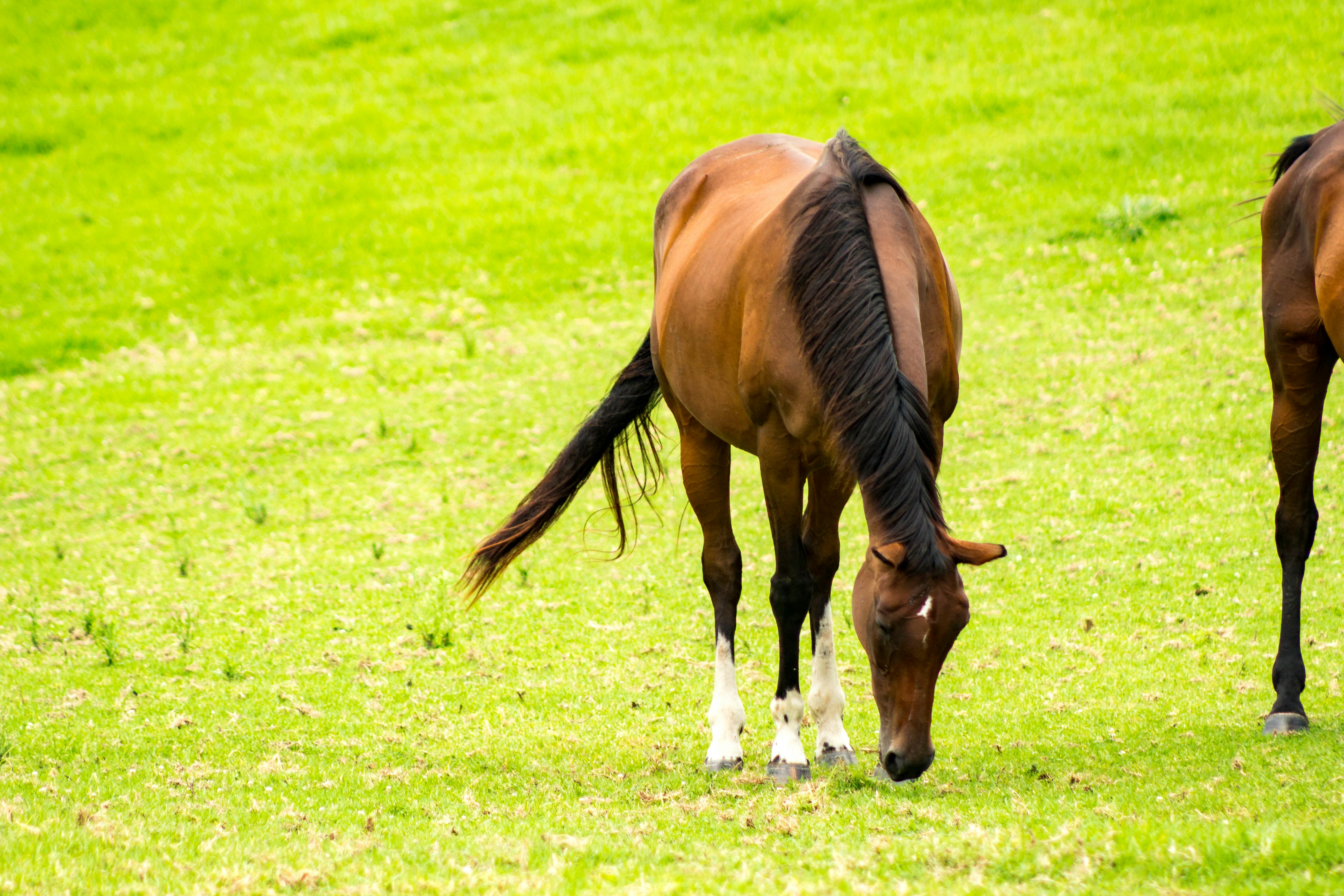 Free stock photo of animal, farm, horse