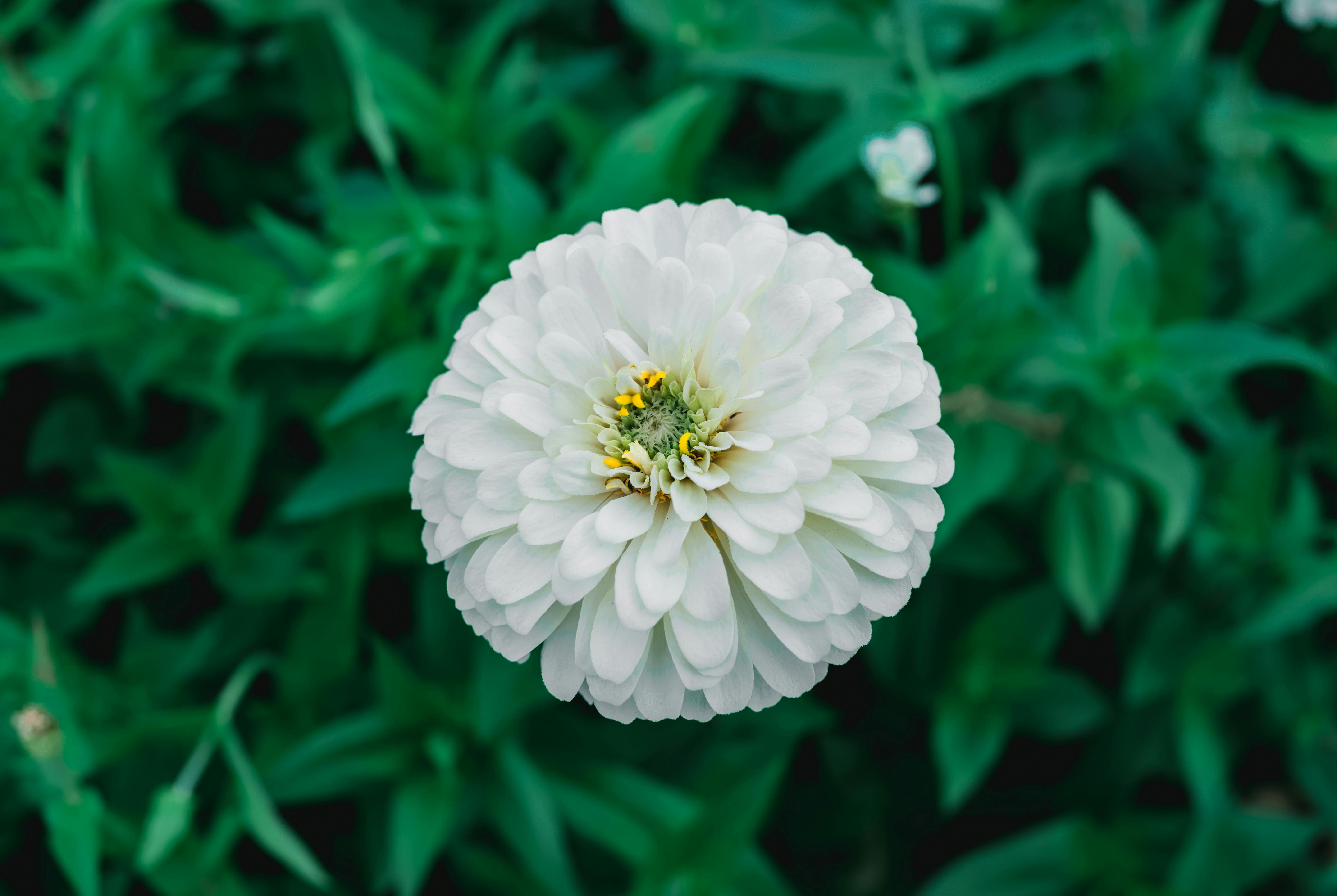 Zinnia Garden Photos, Download Free Zinnia Garden Stock Photos & HD Images