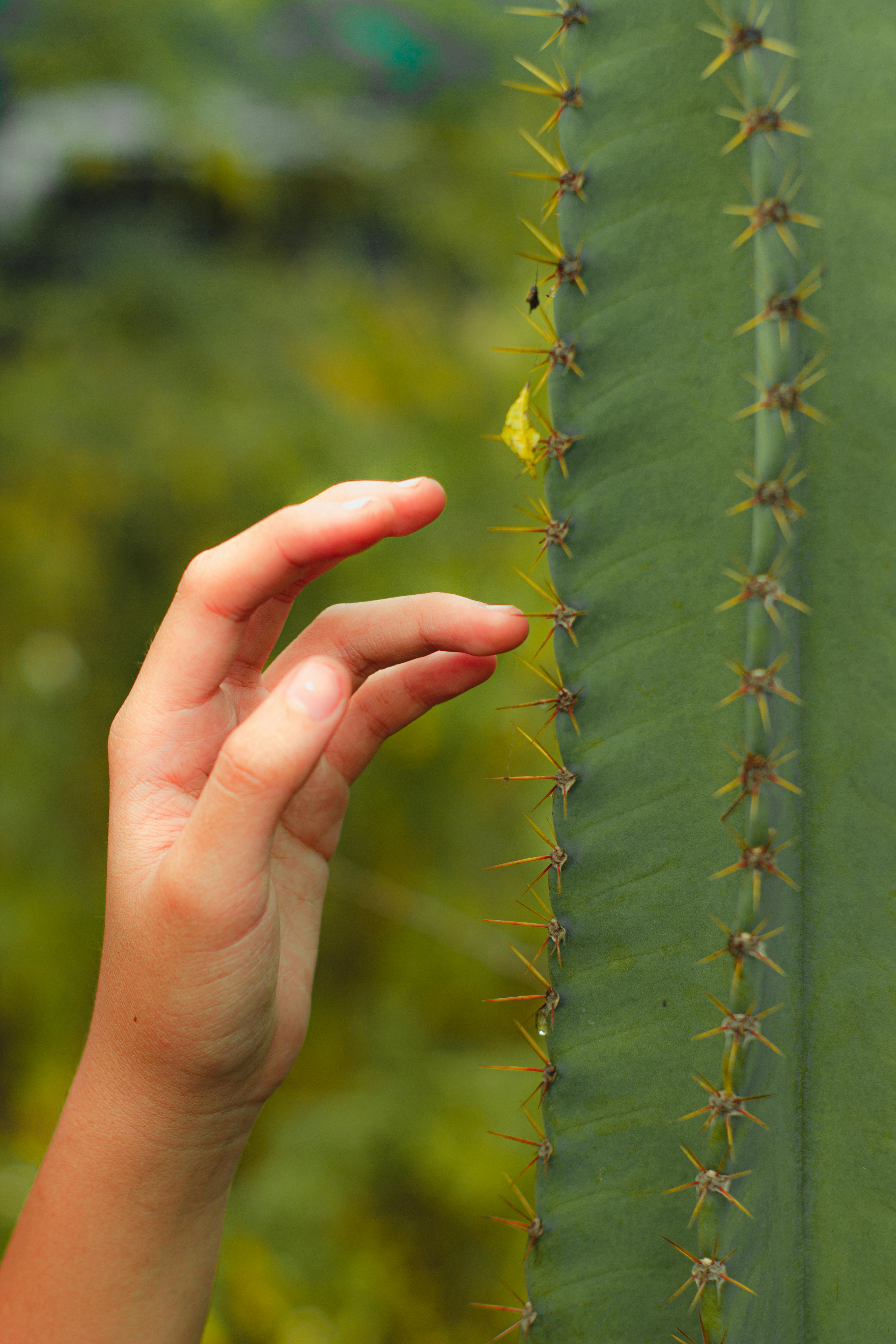 Hand Touching Cactus · Free Stock Photo