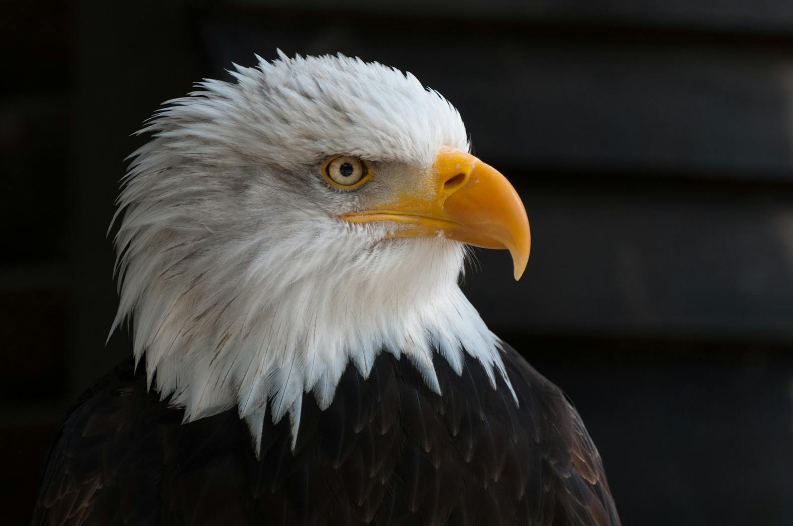 Eagles Photos, Download The BEST Free Eagles Stock Photos & HD Images