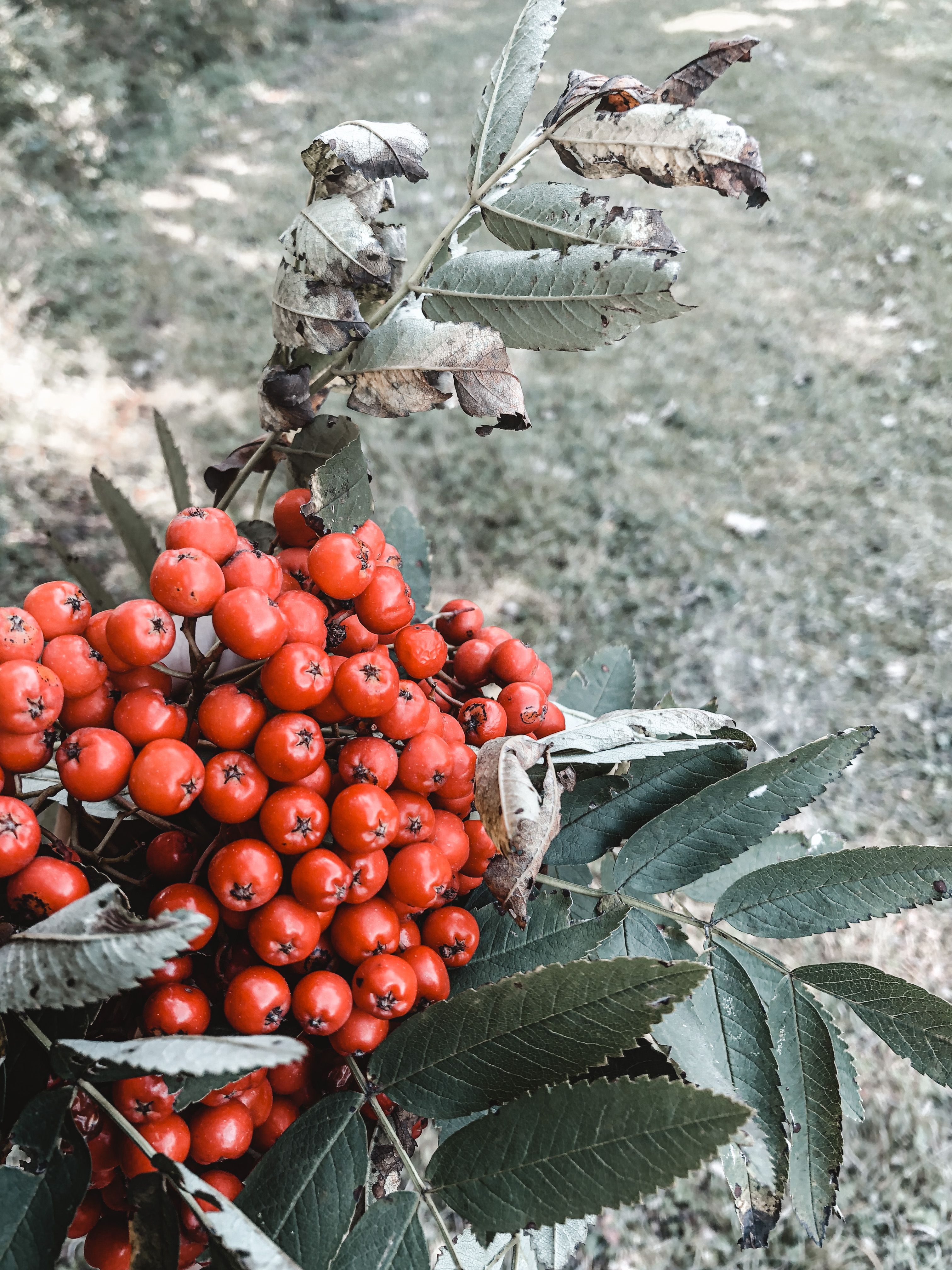 Red Round Fruits with Green Leaves on Ground · Free Stock Photo