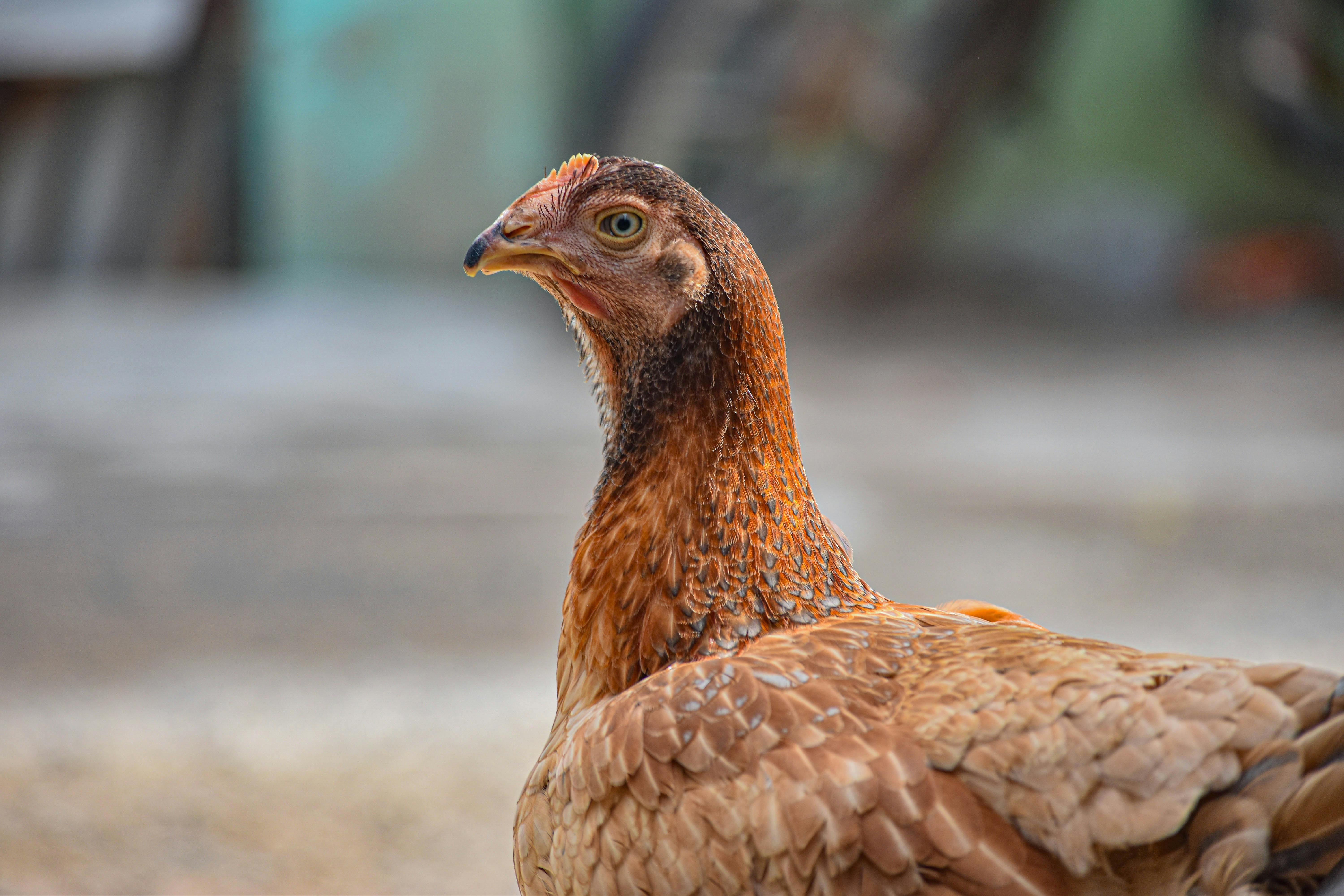 Close-up Shot of Red Rooster · Free Stock Photo