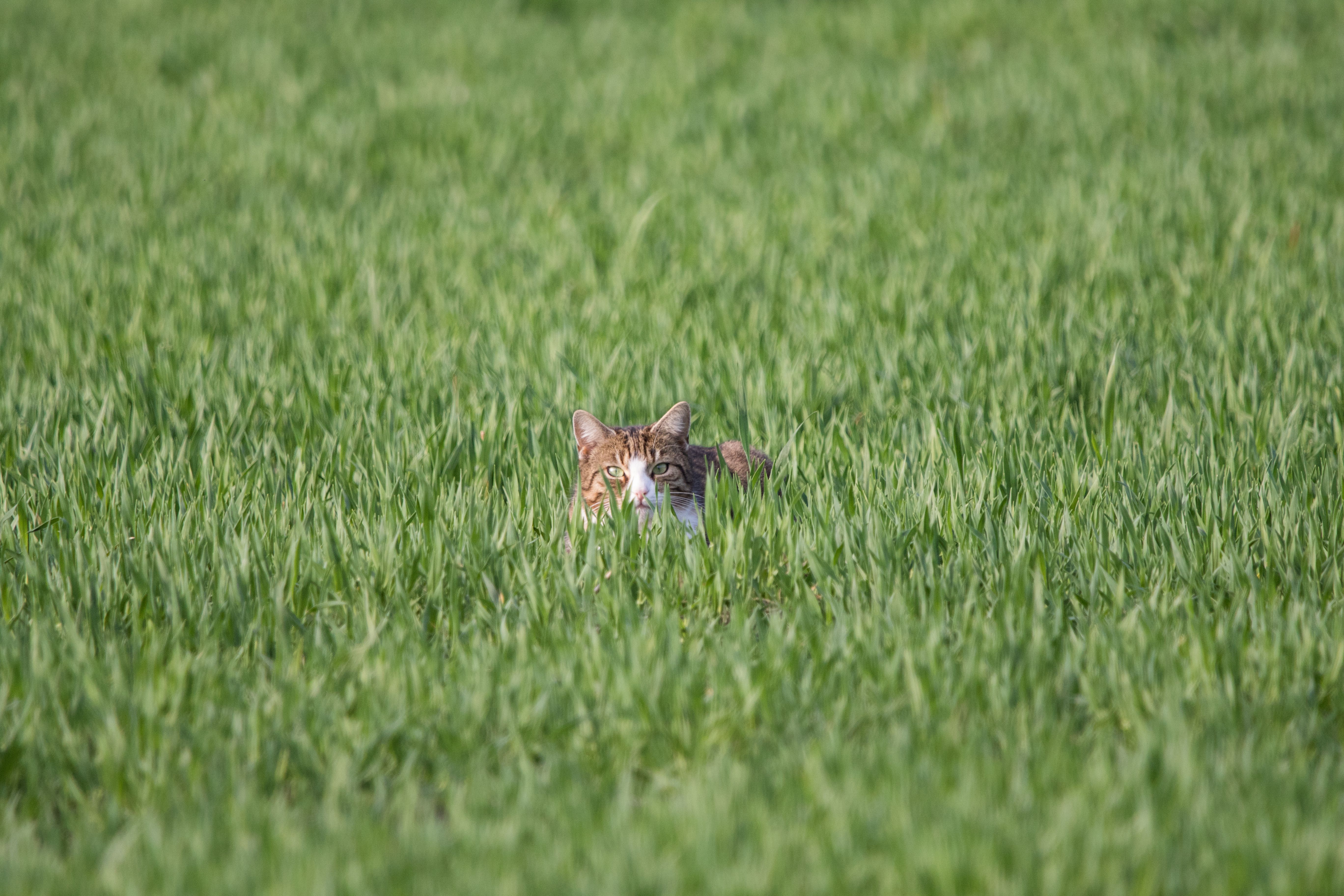 A Tabby Cat on Grass · Free Stock Photo