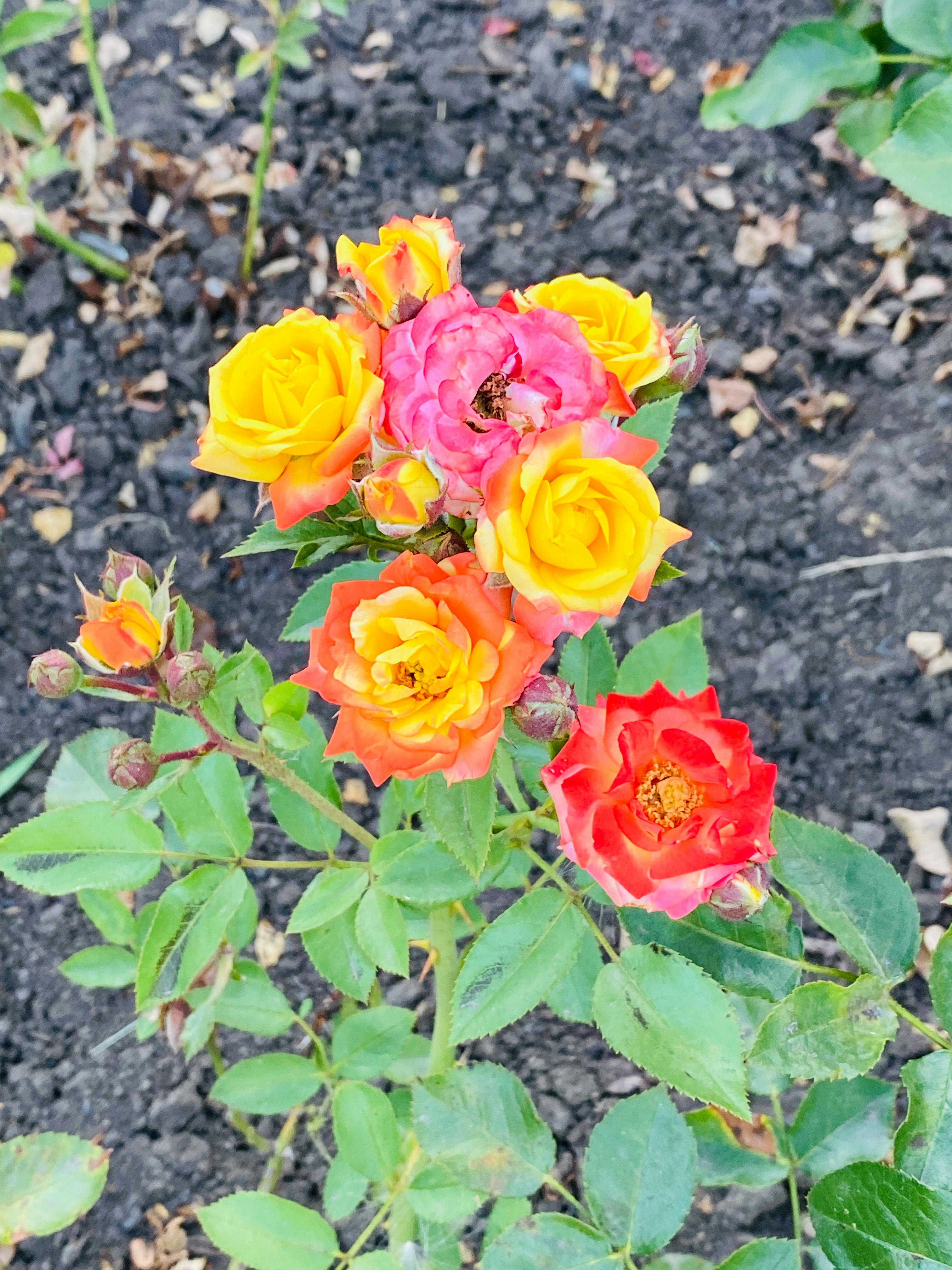 YULIIA KOLIADA - Photography