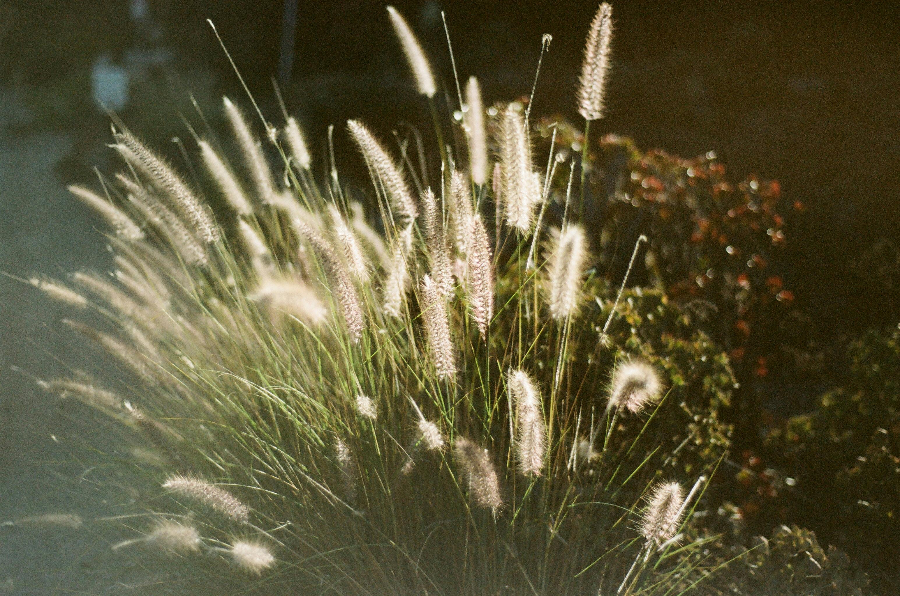 Dwarf Fountain Grass Hameln Care & Landscaping Guide