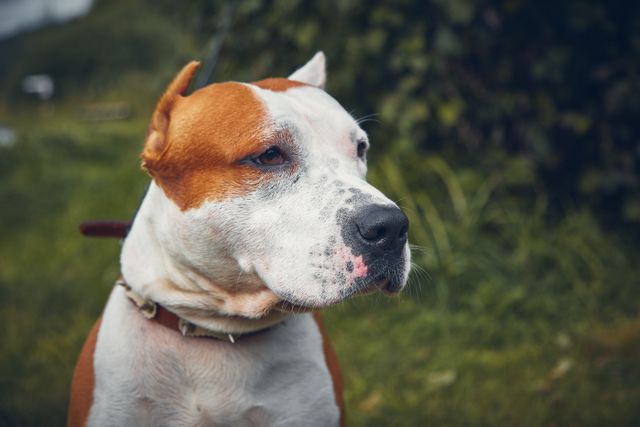 American Staffordshire Terrier Bite Force & Safety Tips