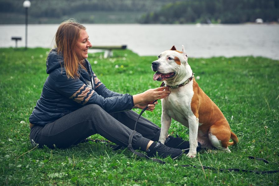 Akc Herding Group Dogs: Purpose & Characteristics Explained
