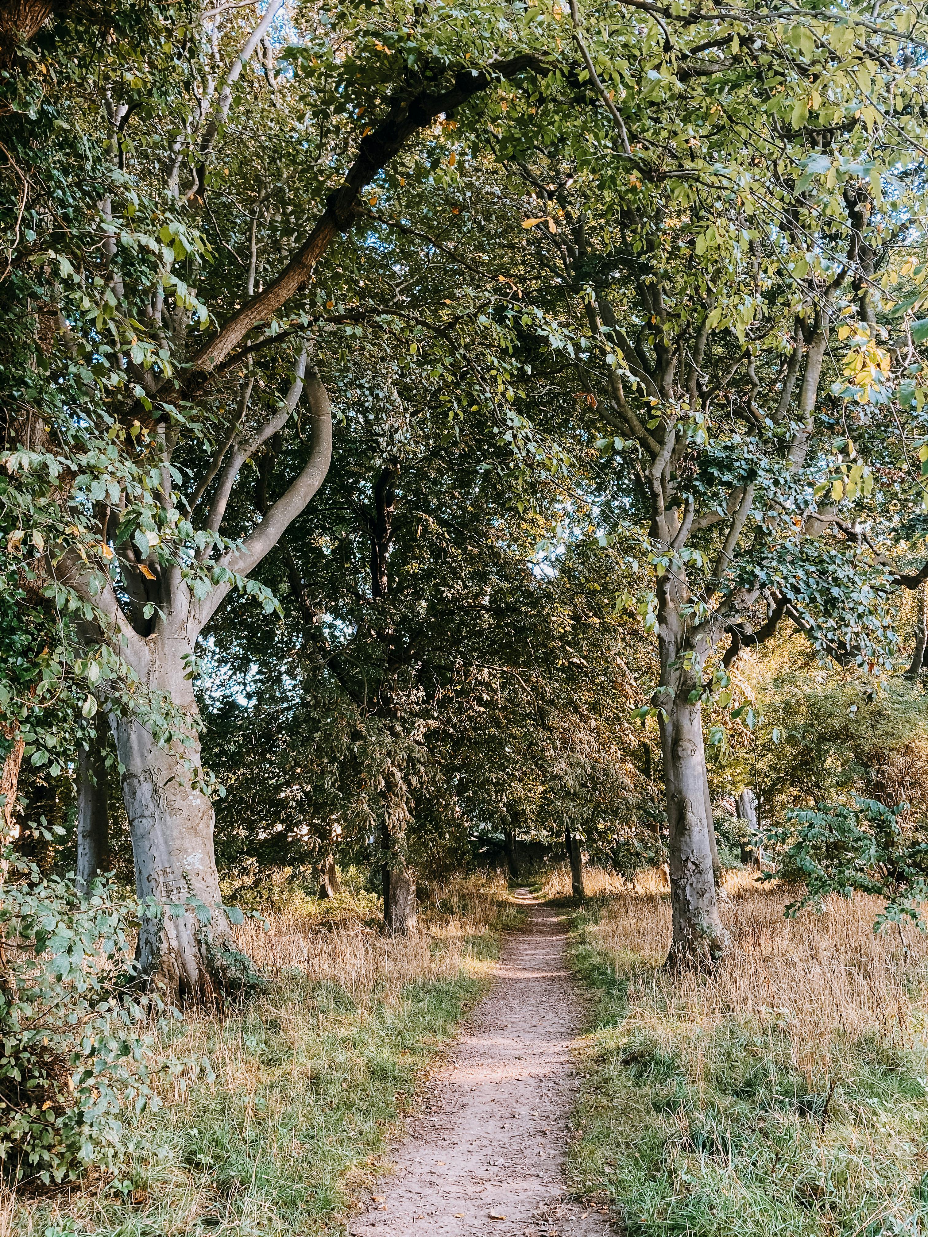 Peaceful green path with trees and grass · Free Stock Photo