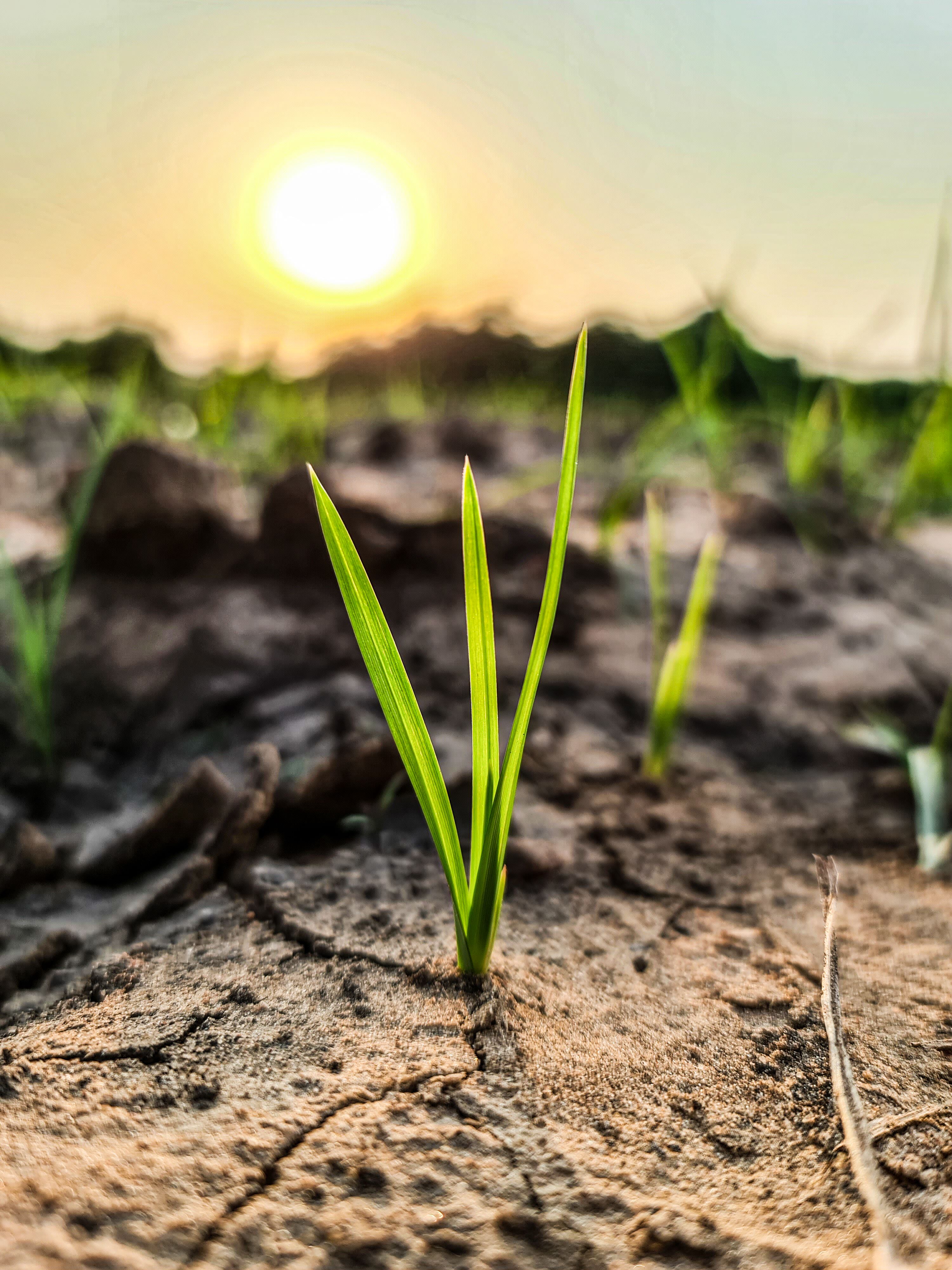 Close-Up Photo of Grass Growing on the Soil · Free Stock Photo
