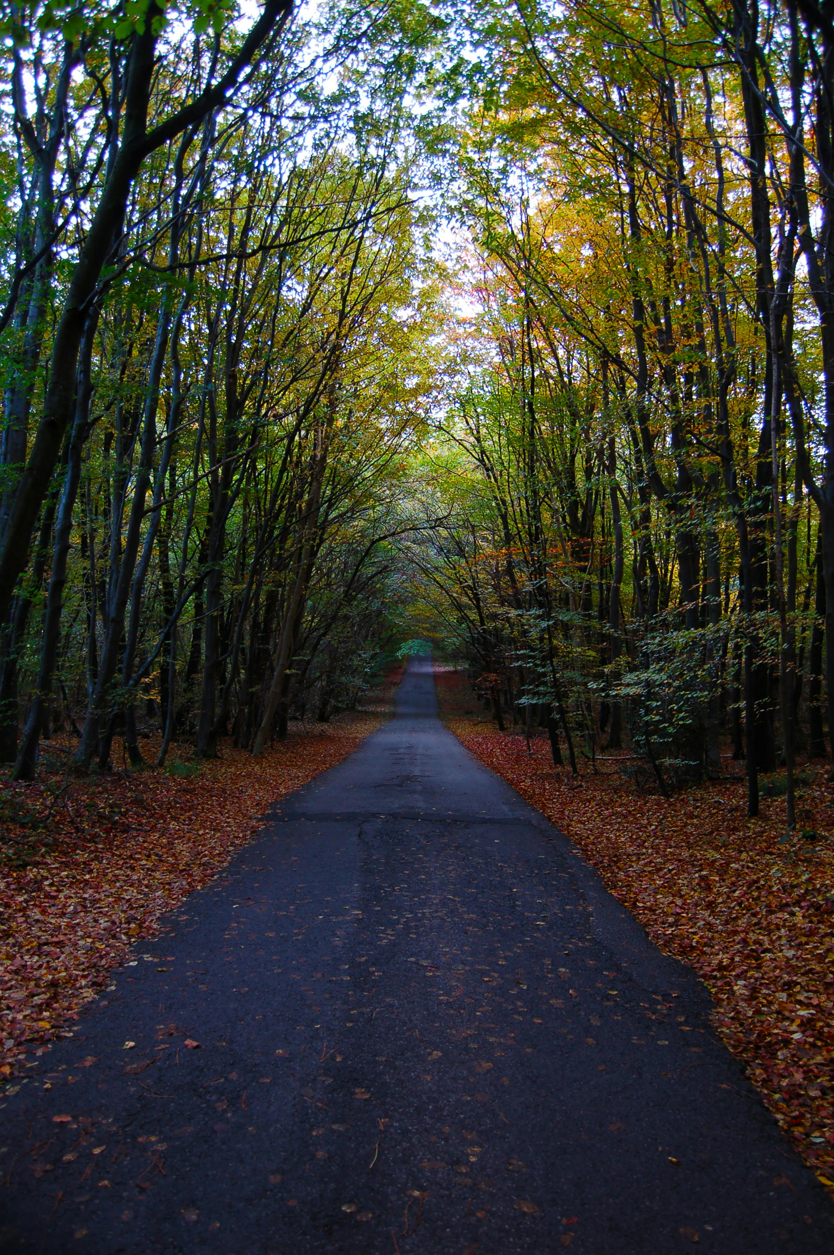 Photo of a Road Between Trees · Free Stock Photo