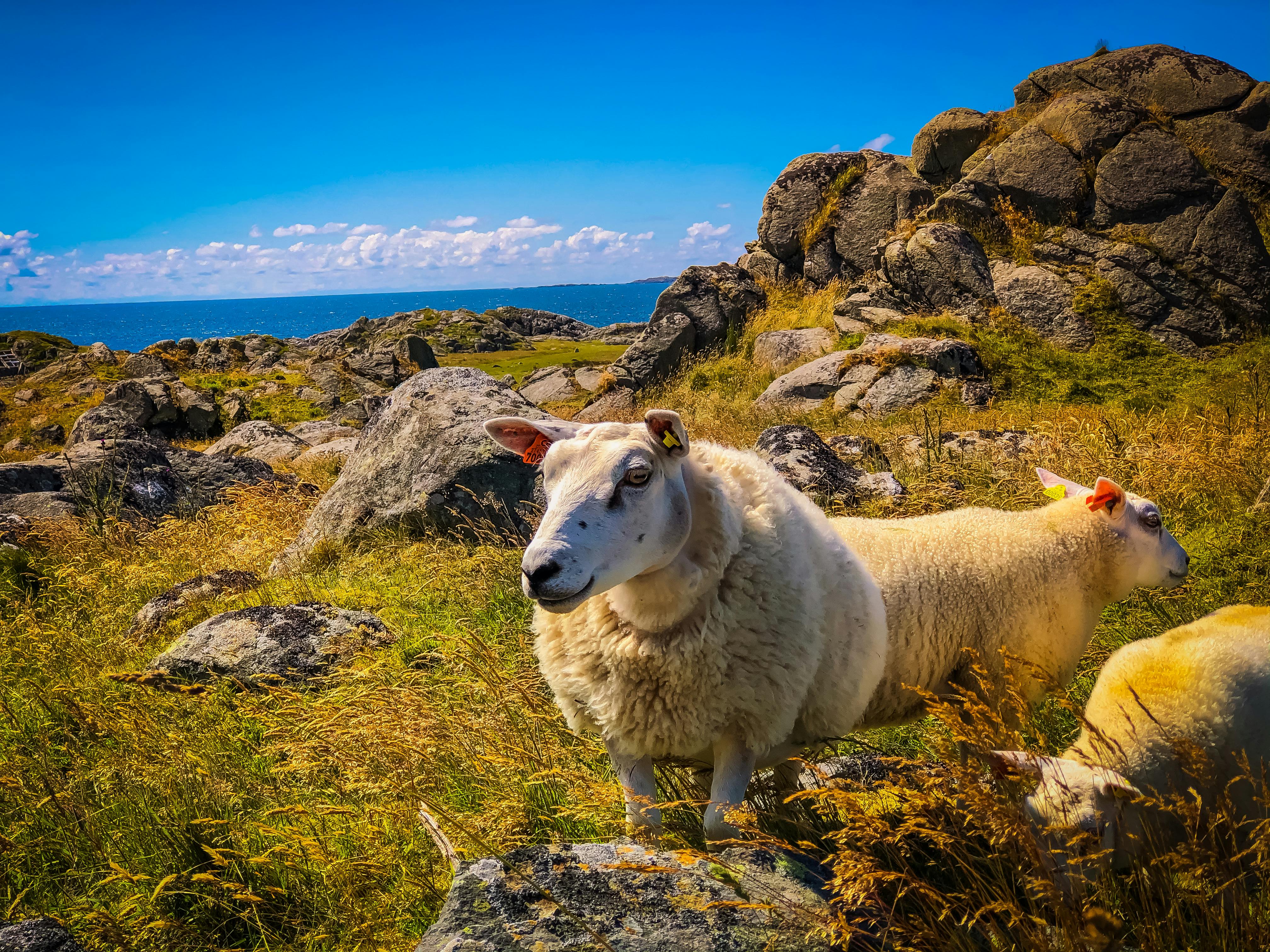 Sea Lamb Photos, Download The BEST Free Sea Lamb Stock Photos & HD Images