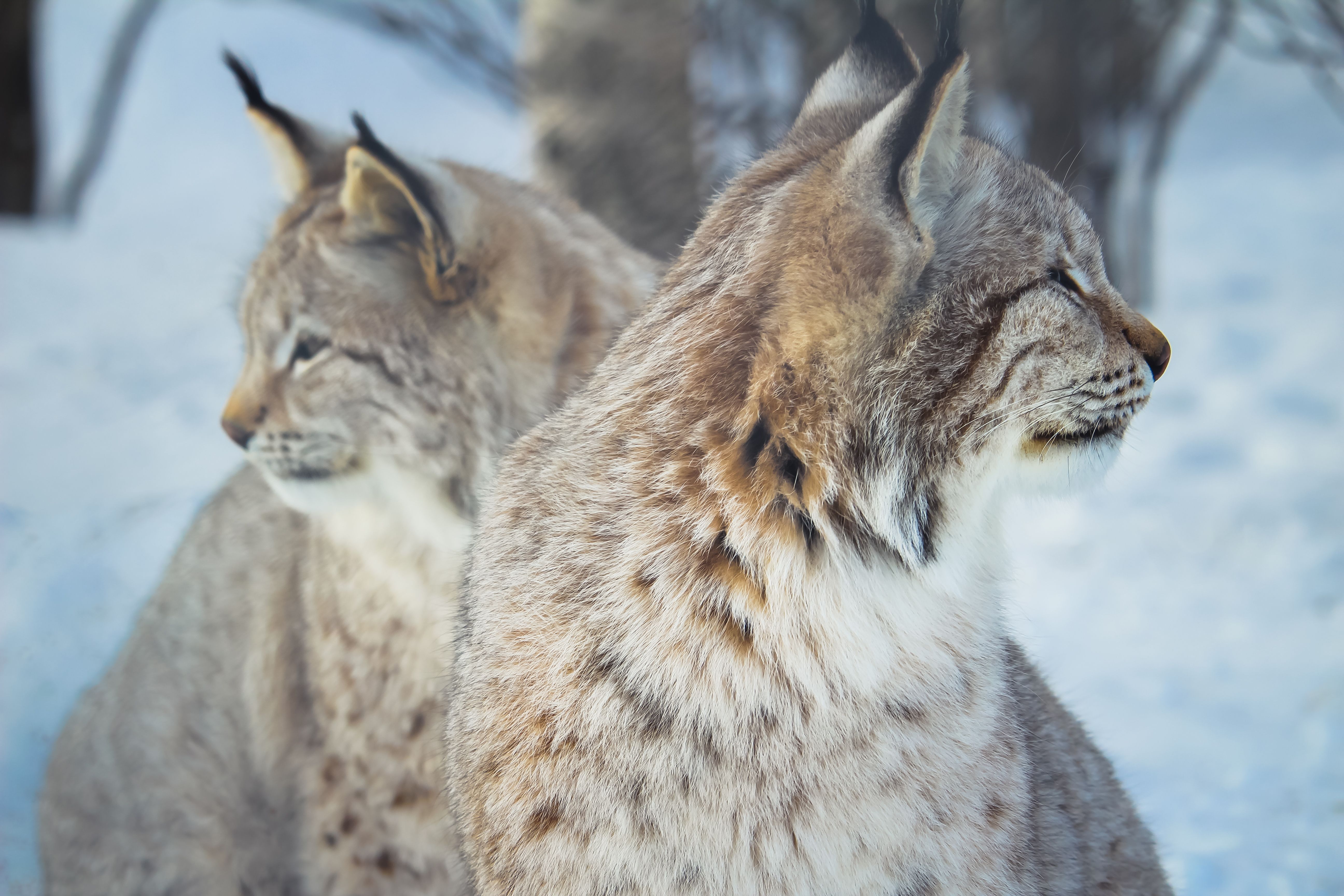 15+ Best Free Bobcat Stock Photos & Images · 100% Royalty-Free HD Downloads