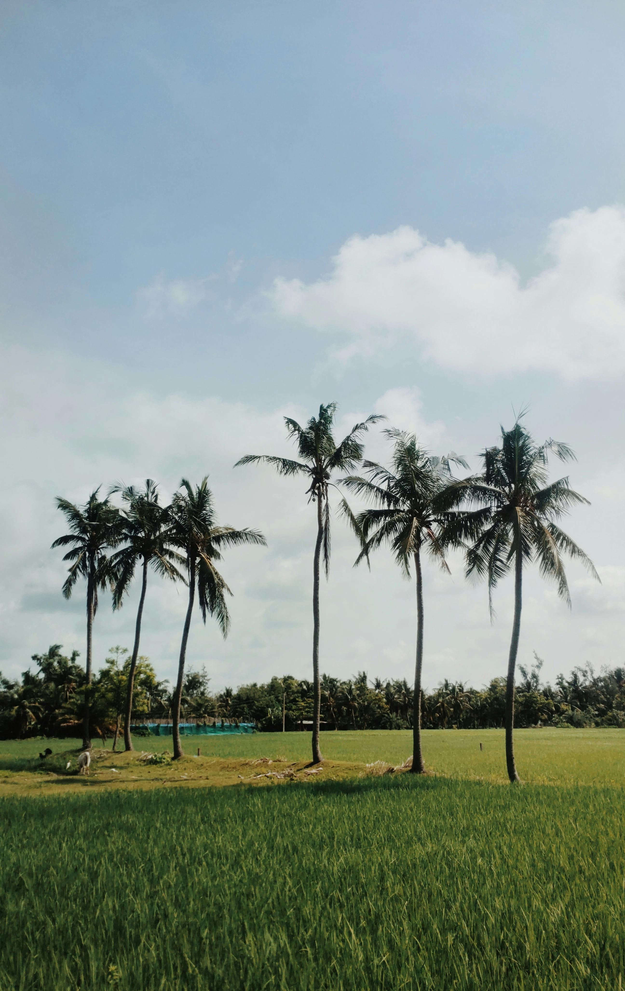 Coconut Trees Near the Sea · Free Stock Photo