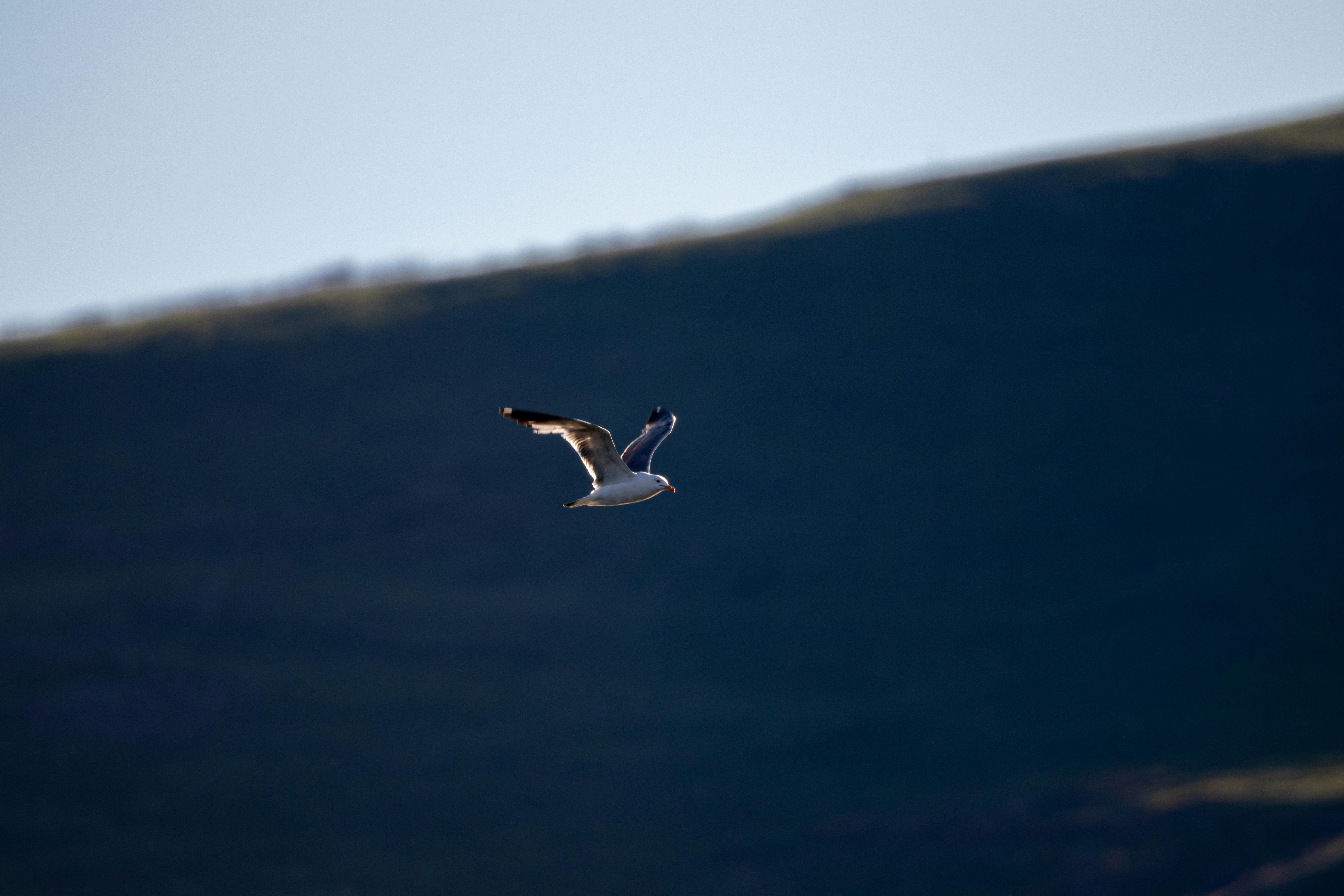 Birds & Animals 1 Photos & Videos Collected by Tony Mucci