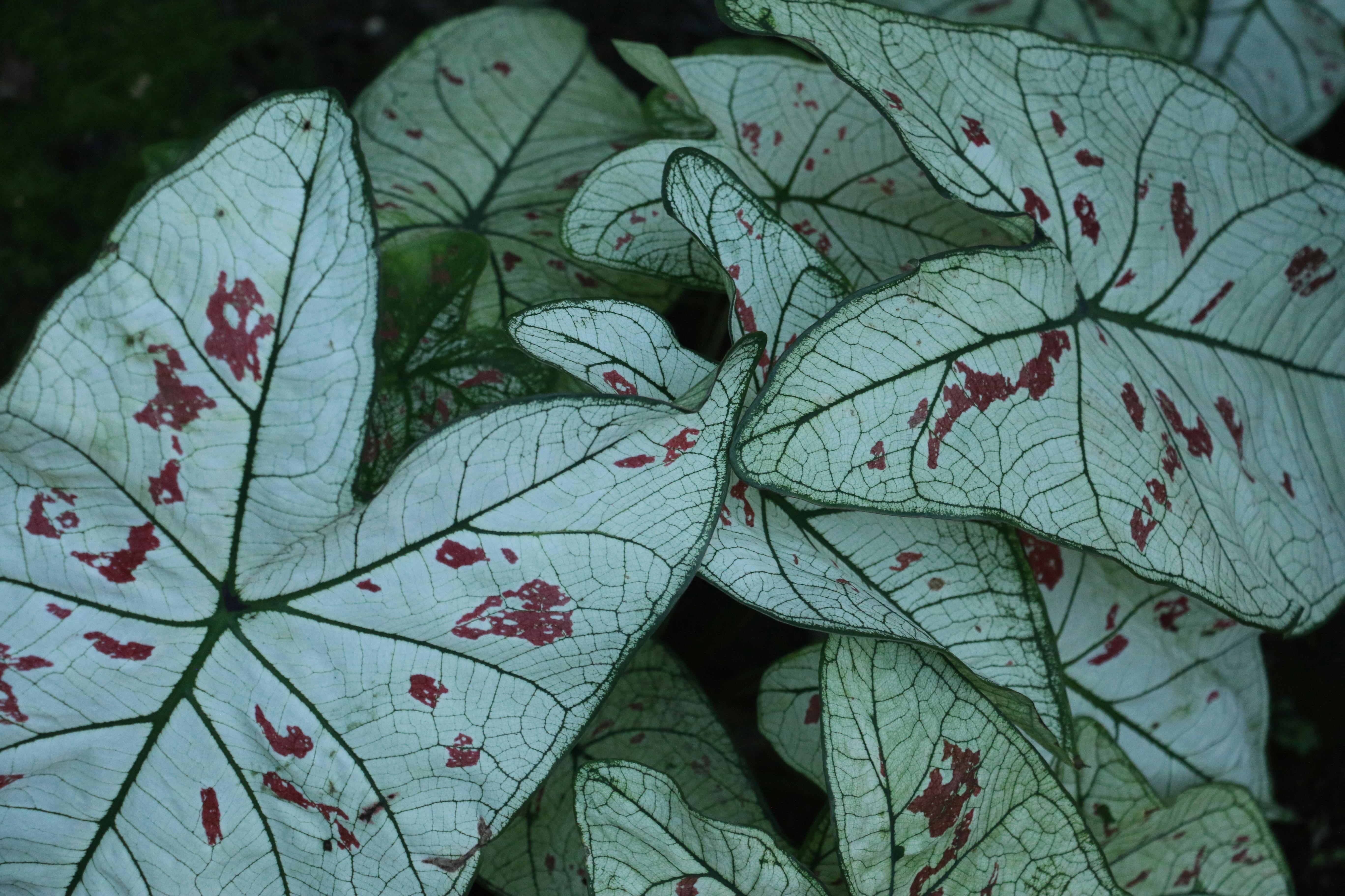 Caladiums Photos, Download The BEST Free Caladiums Stock Photos & HD Images