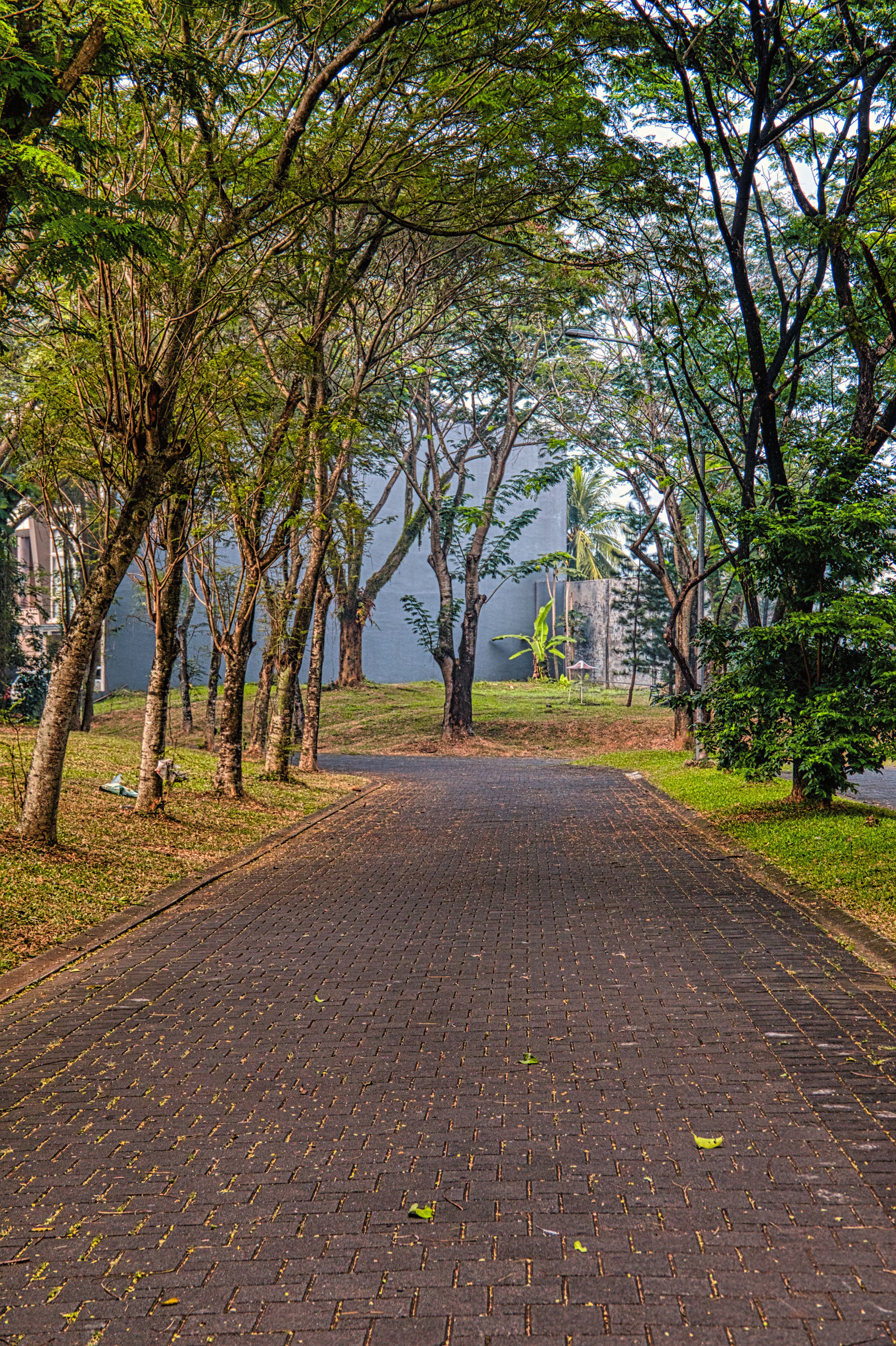 A Concrete Pavement between Trees · Free Stock Photo