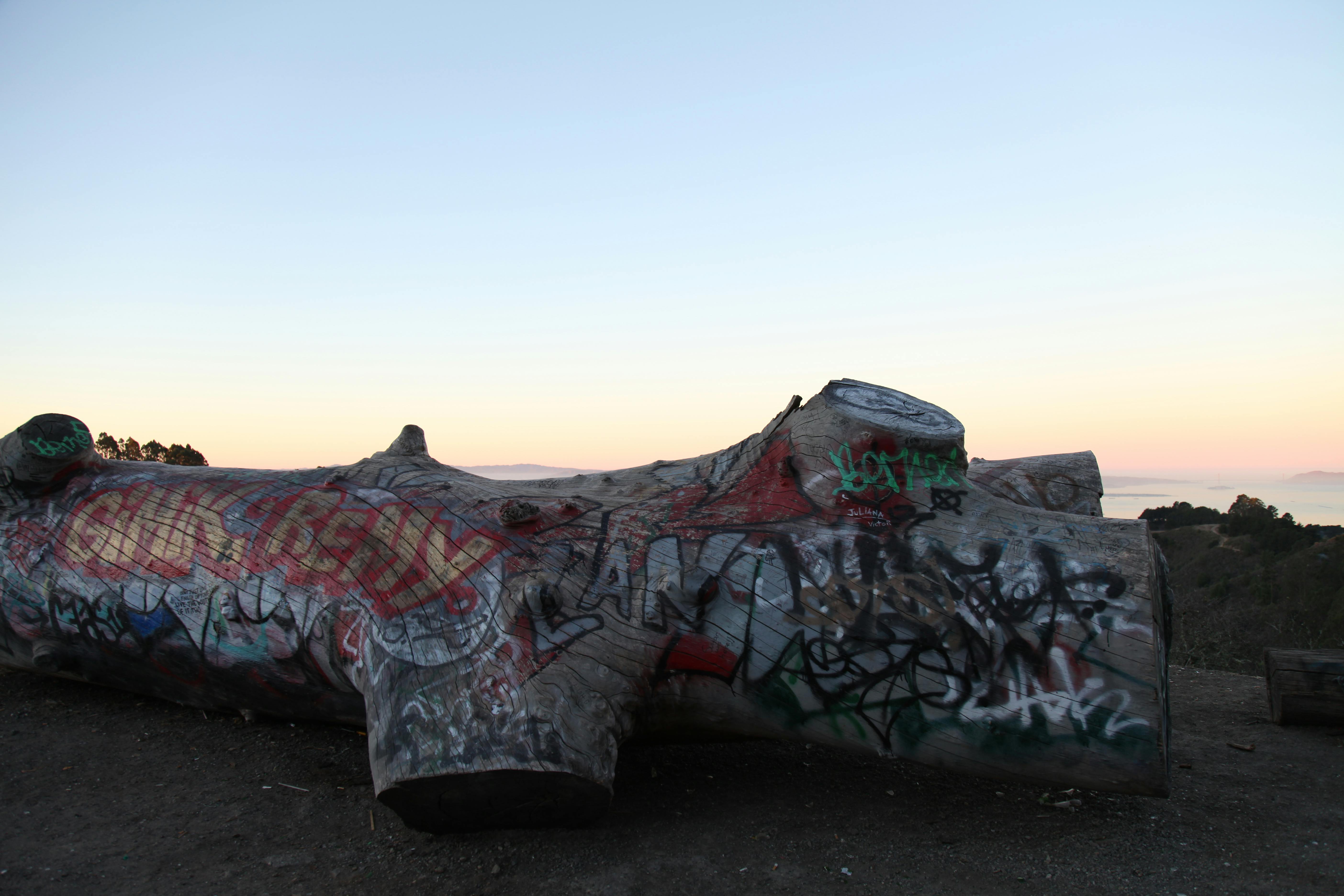 Free stock photo of graffiti, tree