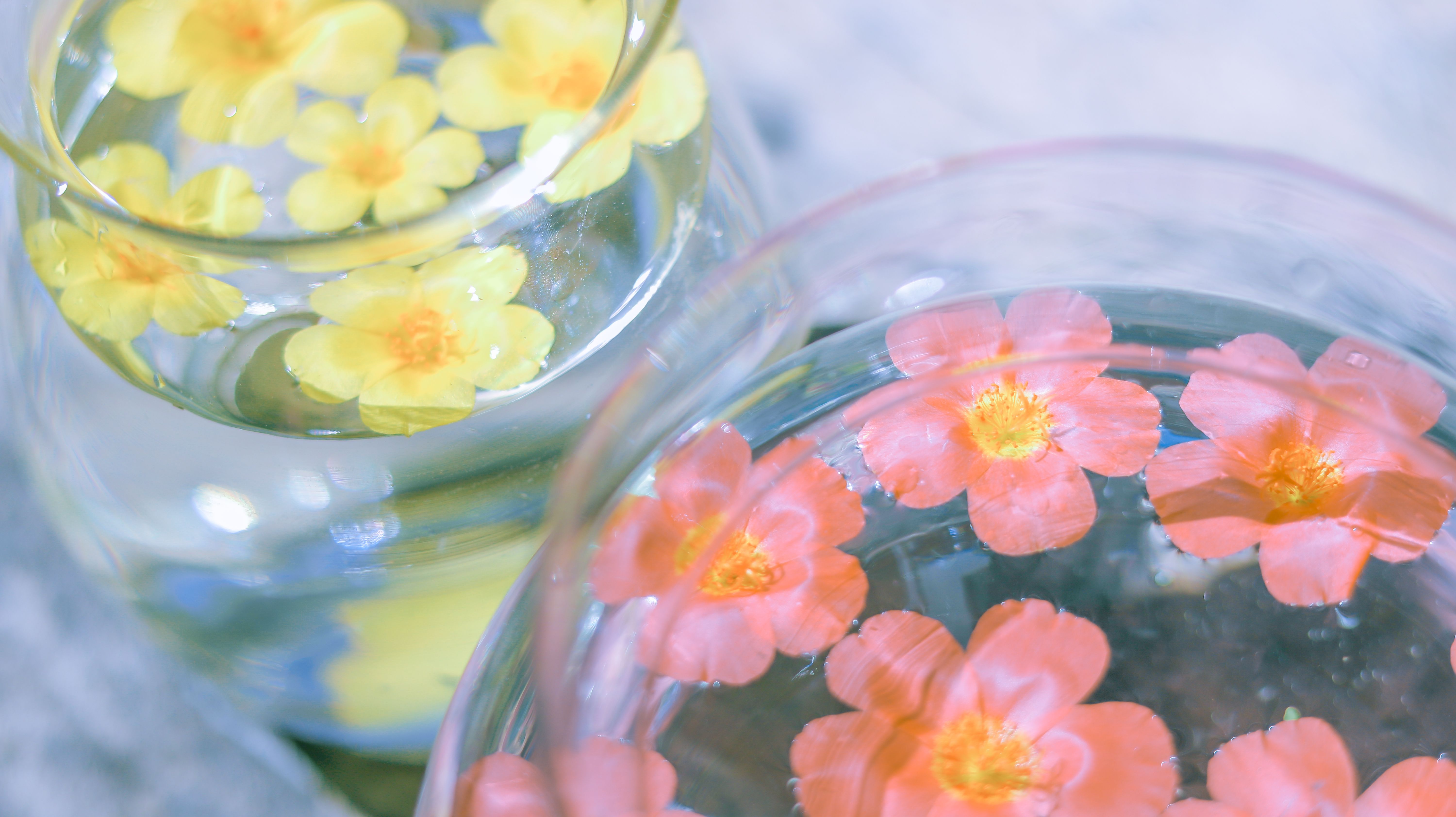 Glass Jars with Flower Petals Inside · Free Stock Photo