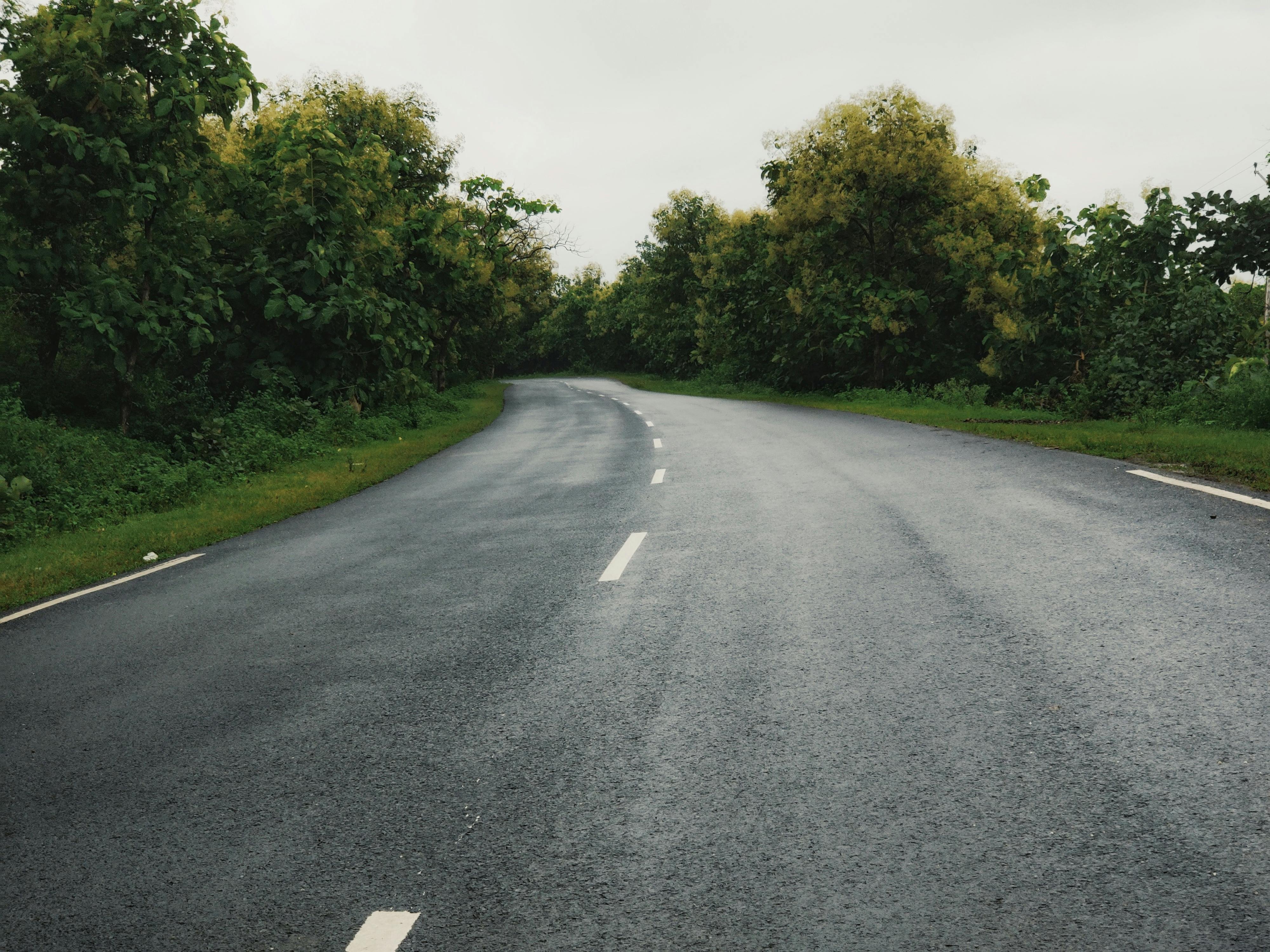 An Empty Road between Trees · Free Stock Photo