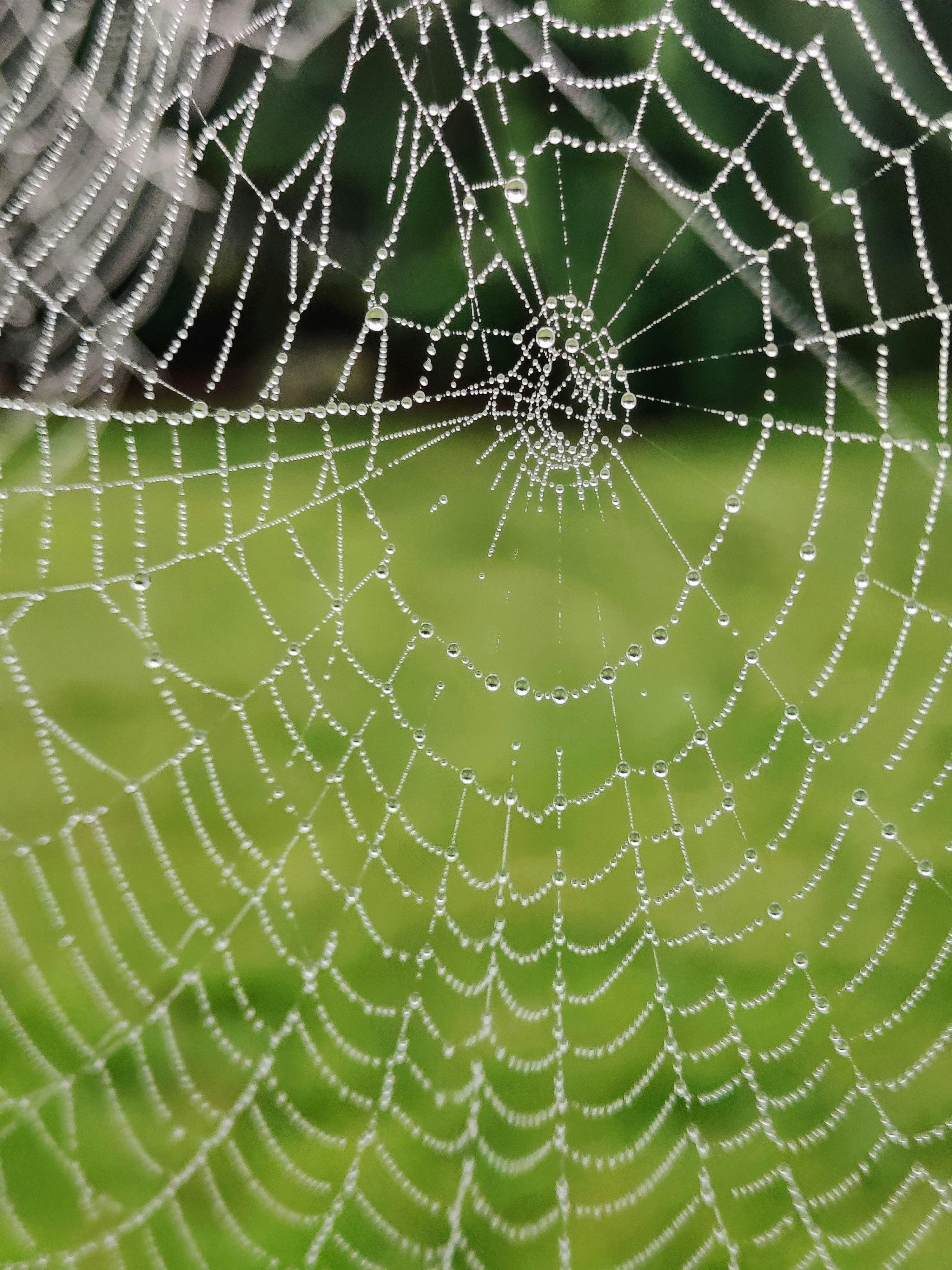 Cobwebs Photos, Download The BEST Free Cobwebs Stock Photos & HD Images