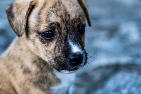Meet the Bulldog Shih Tzu Mix: A Comprehensive Guide