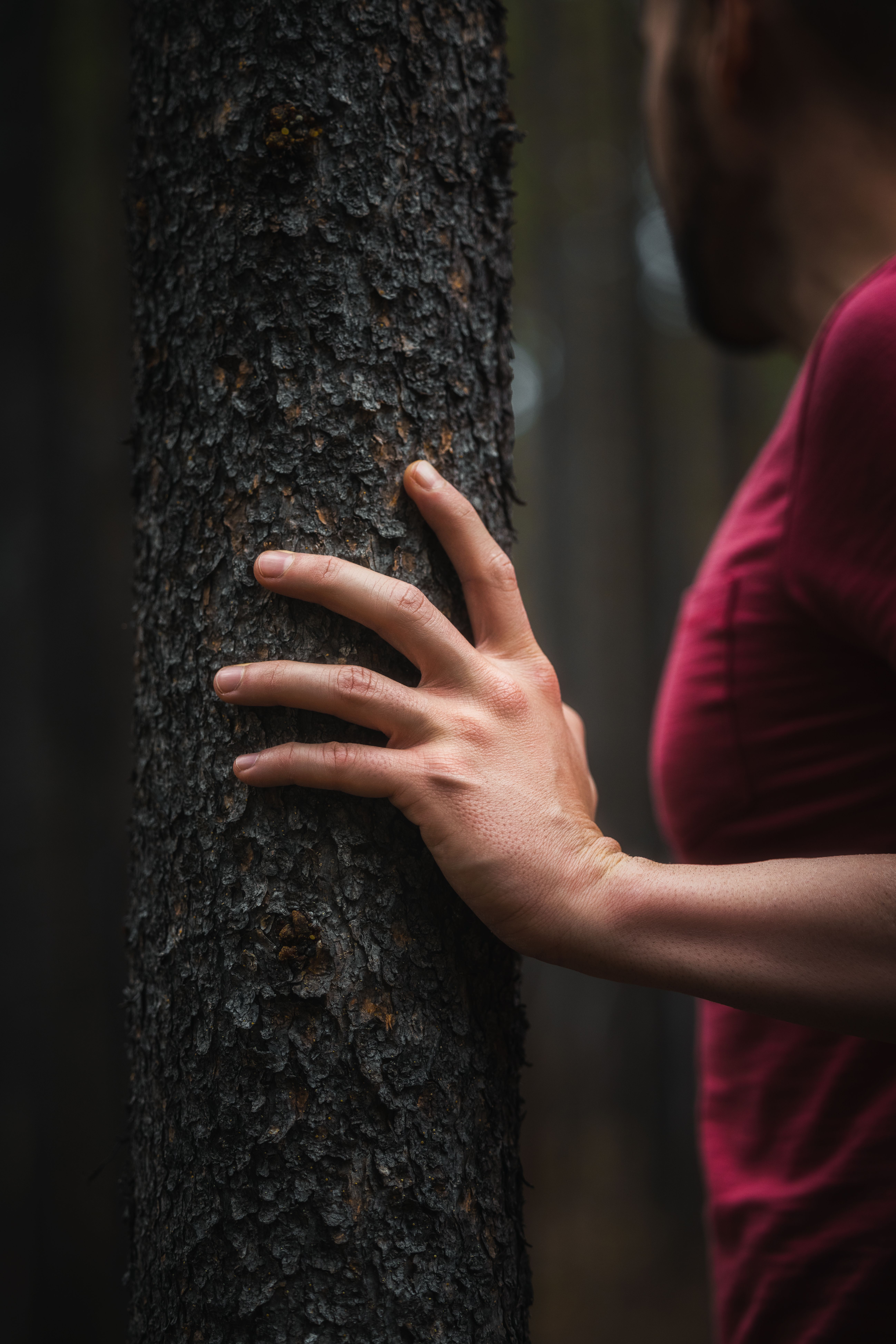 Person Hugging Tree · Free Stock Photo