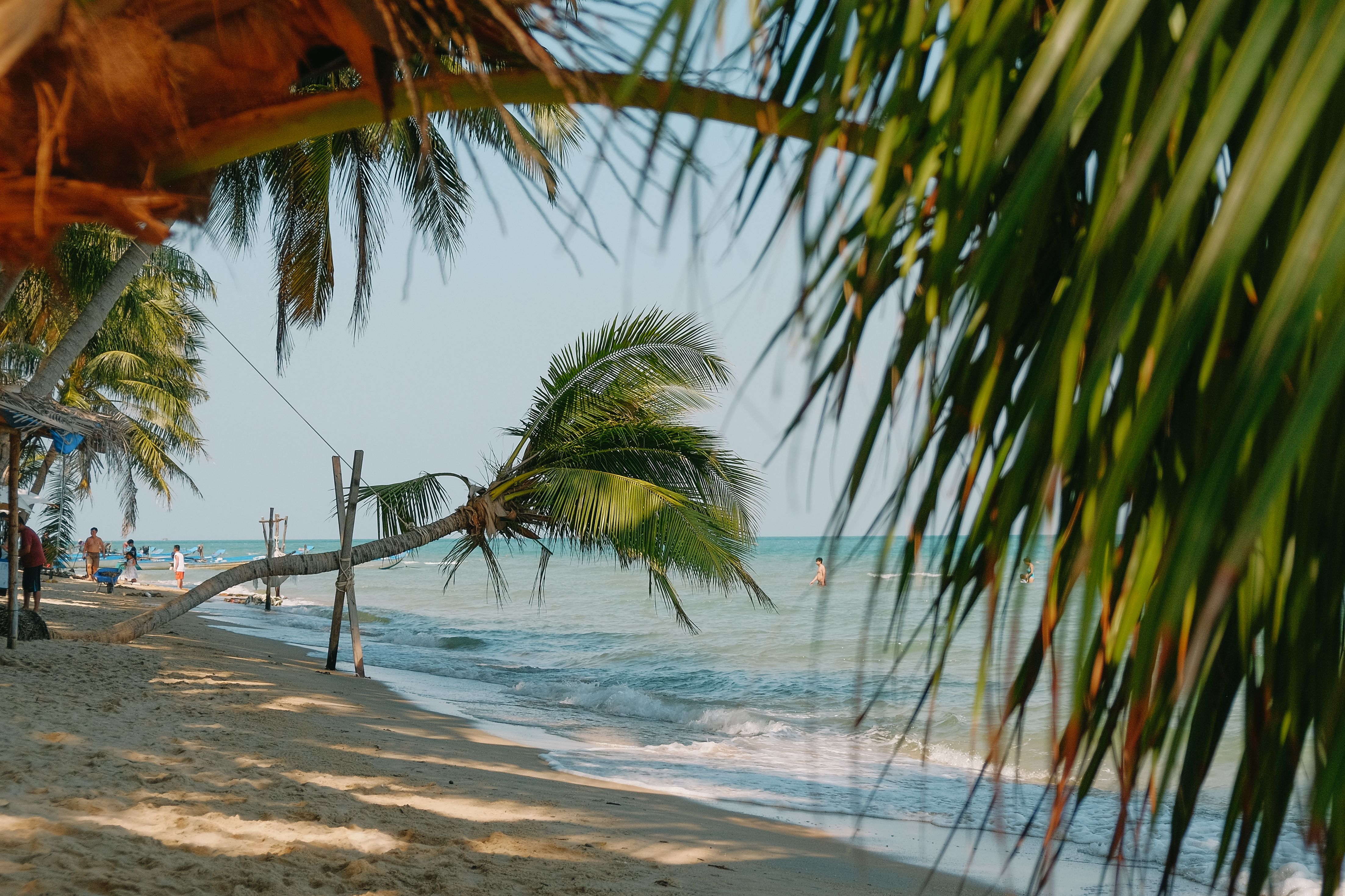 Palm Trees on Shore · Free Stock Photo