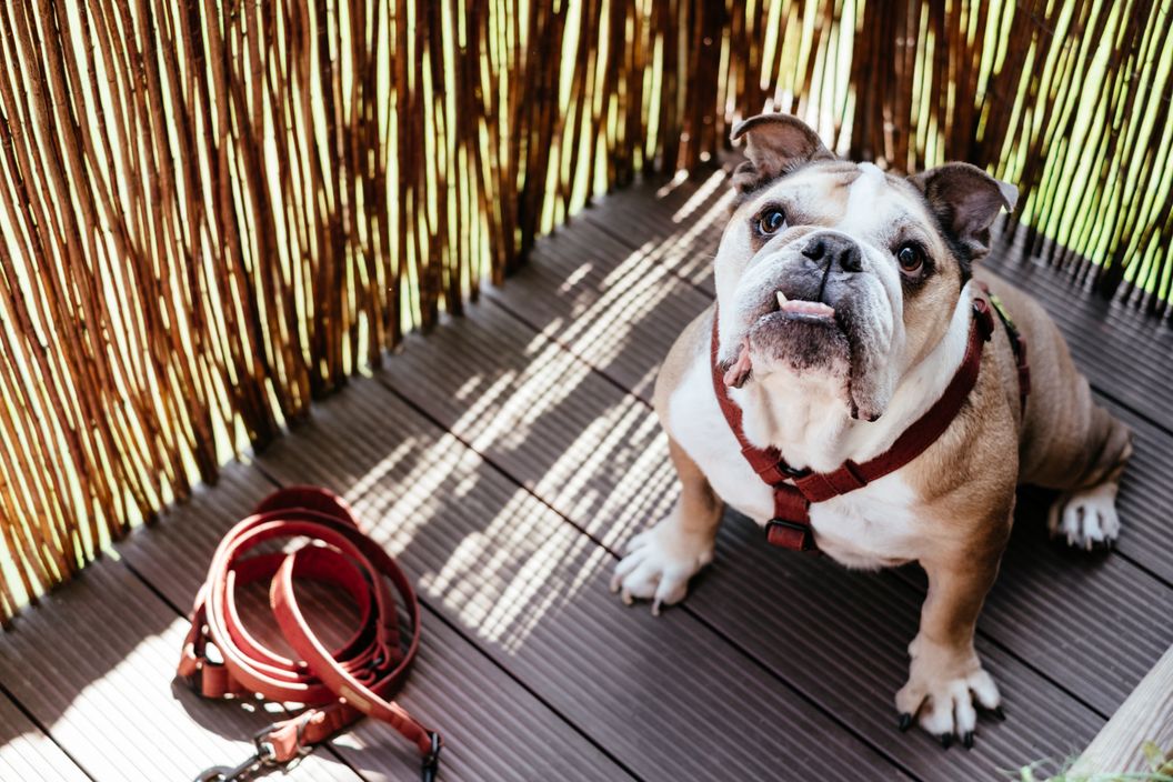Extending Old English Bulldog Lifespan: Health Tips and Care