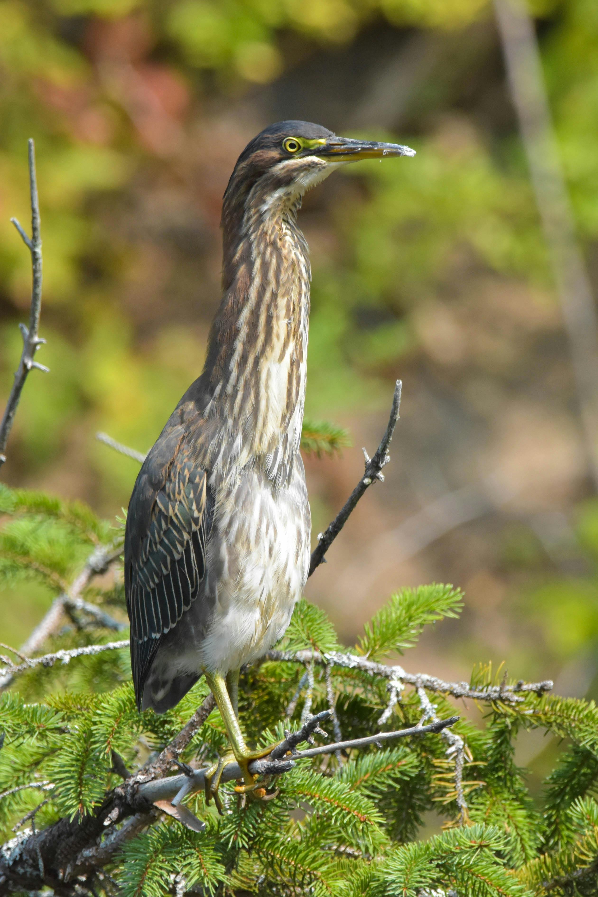 Photo of Double-Striped thick-Knee Bird · Free Stock Photo