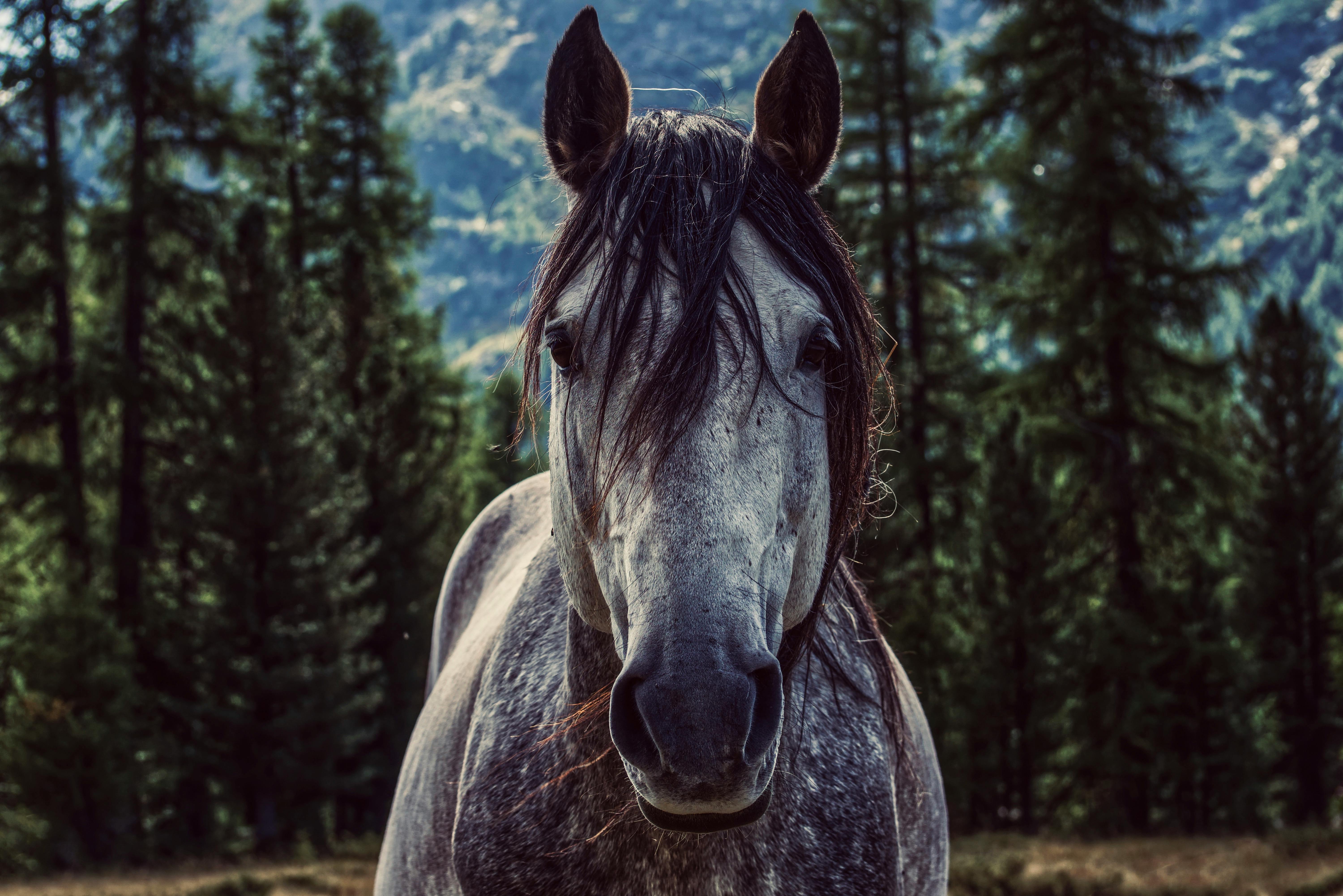 Grey Muscular Horse Photos, Download The BEST Free Grey Muscular Horse ...