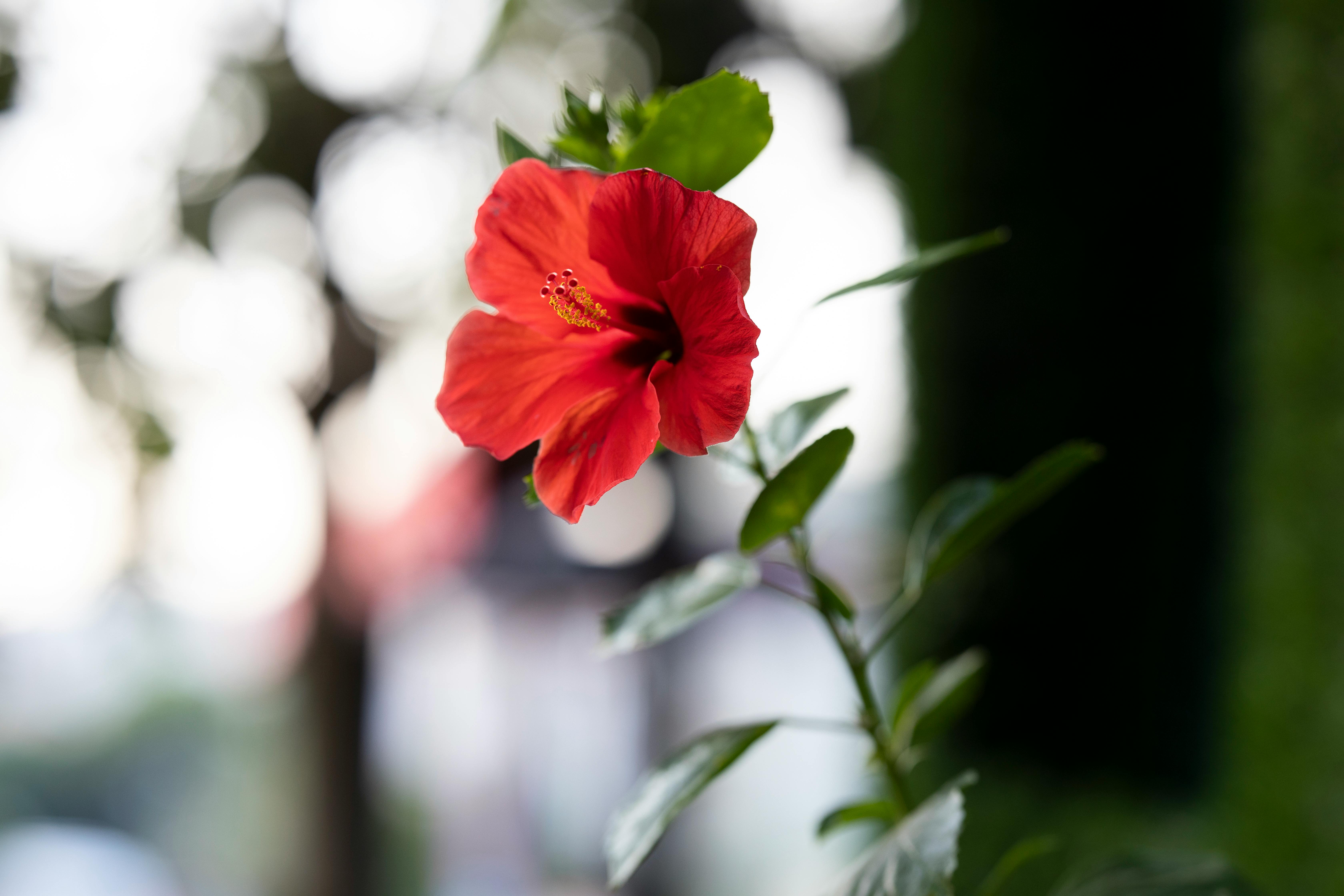 Red Flower in Close Up Photography · Free Stock Photo