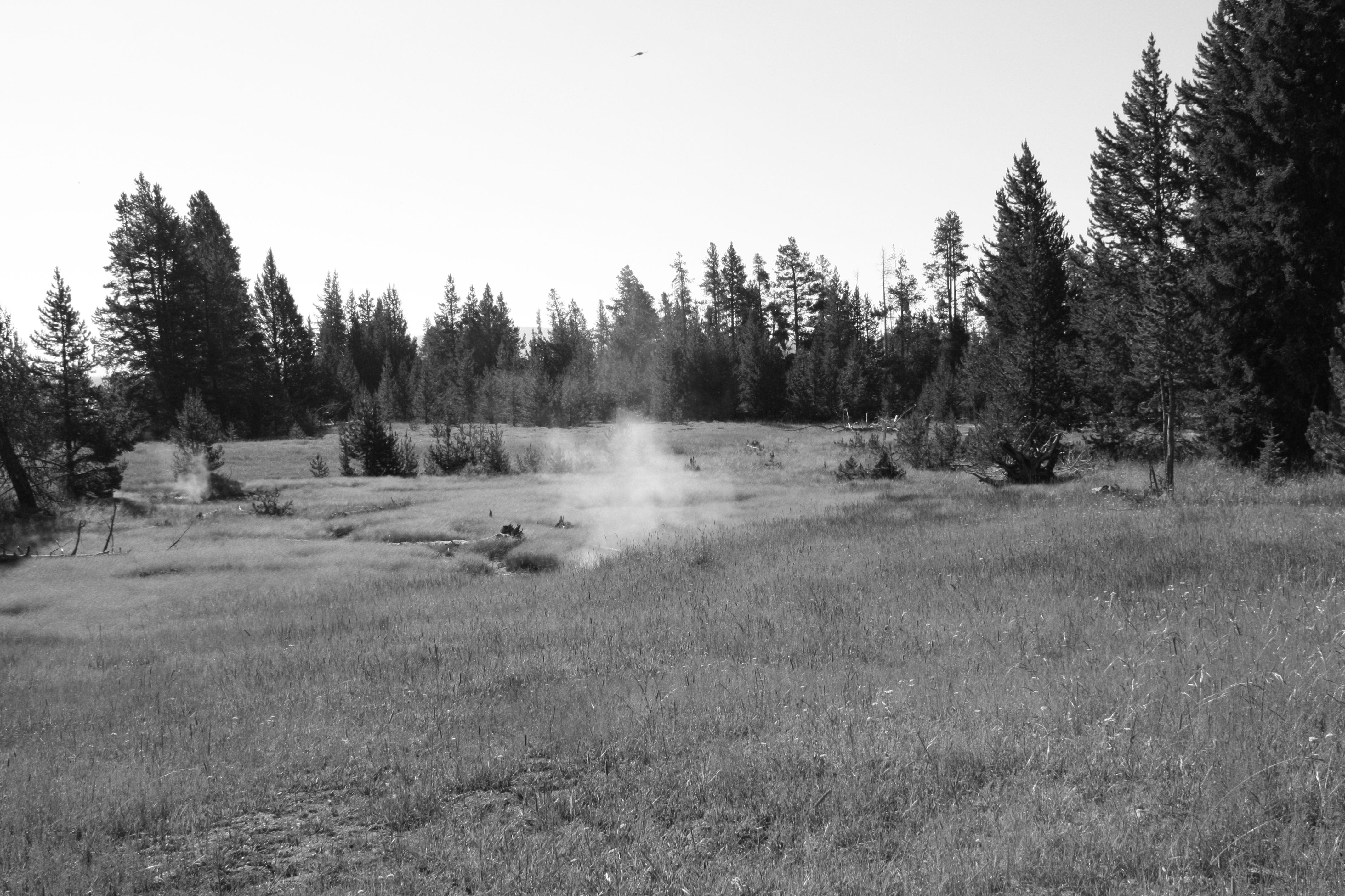 Grayscale Photo of Tree on Grassland · Free Stock Photo