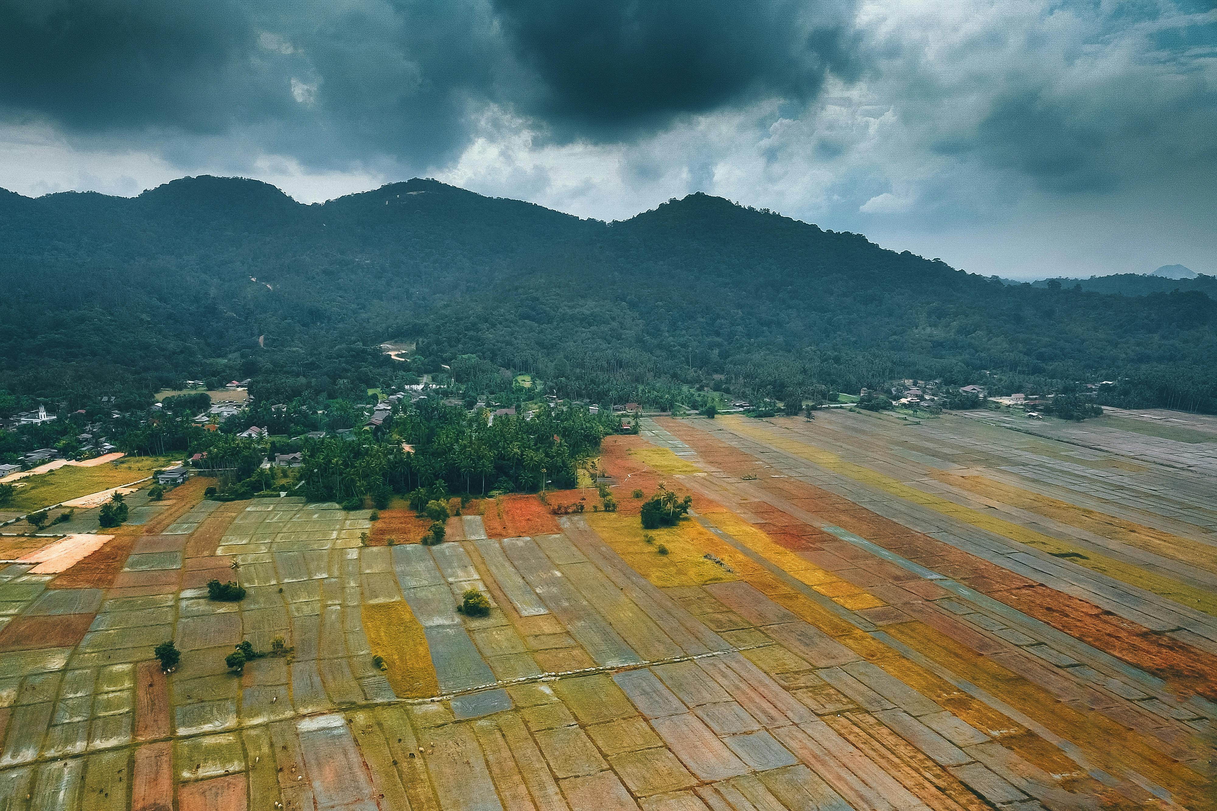 Amazing lush rice fields in tropical countryside · Free Stock Photo