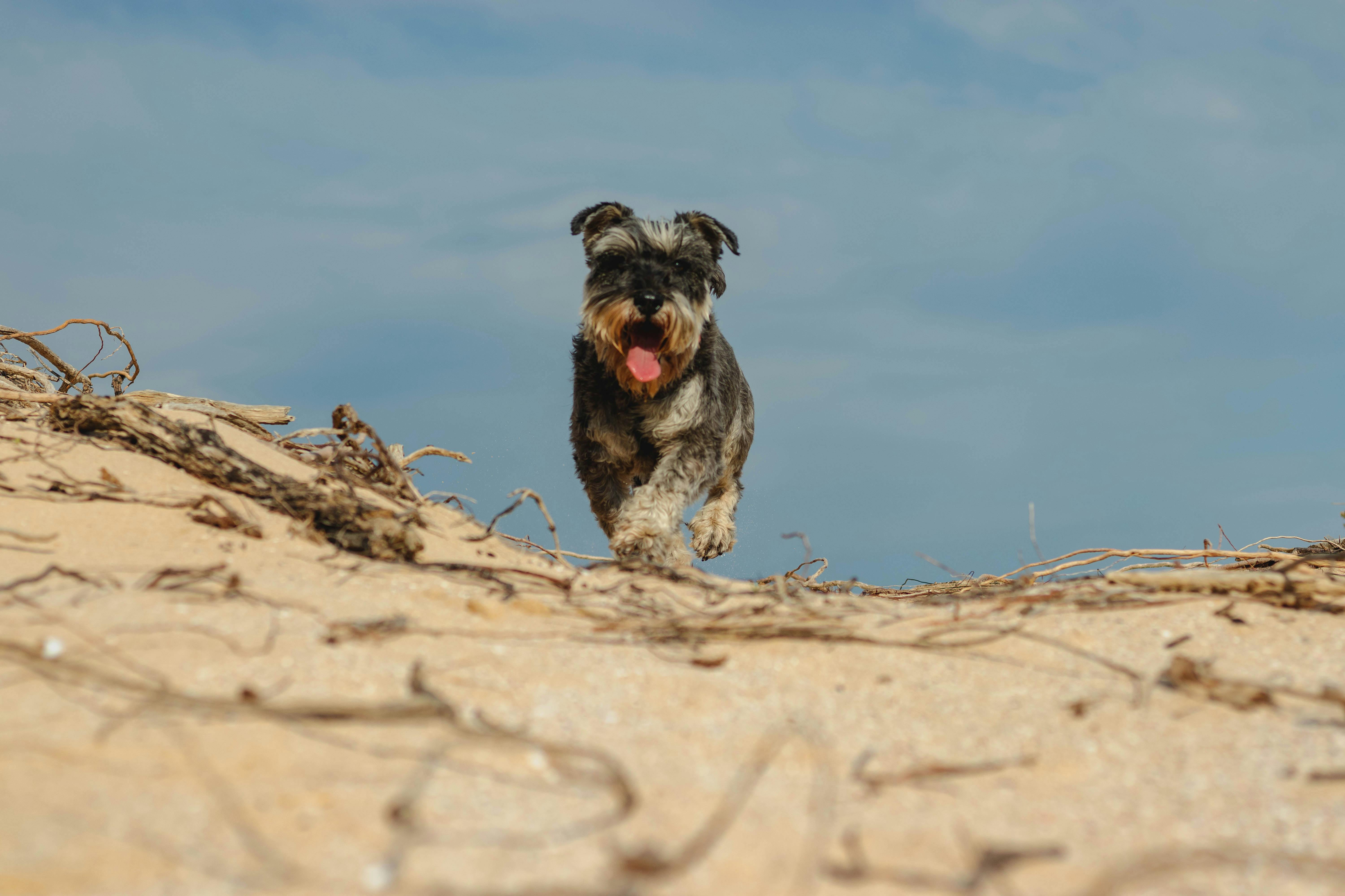 Dog in Puddle · Free Stock Photo