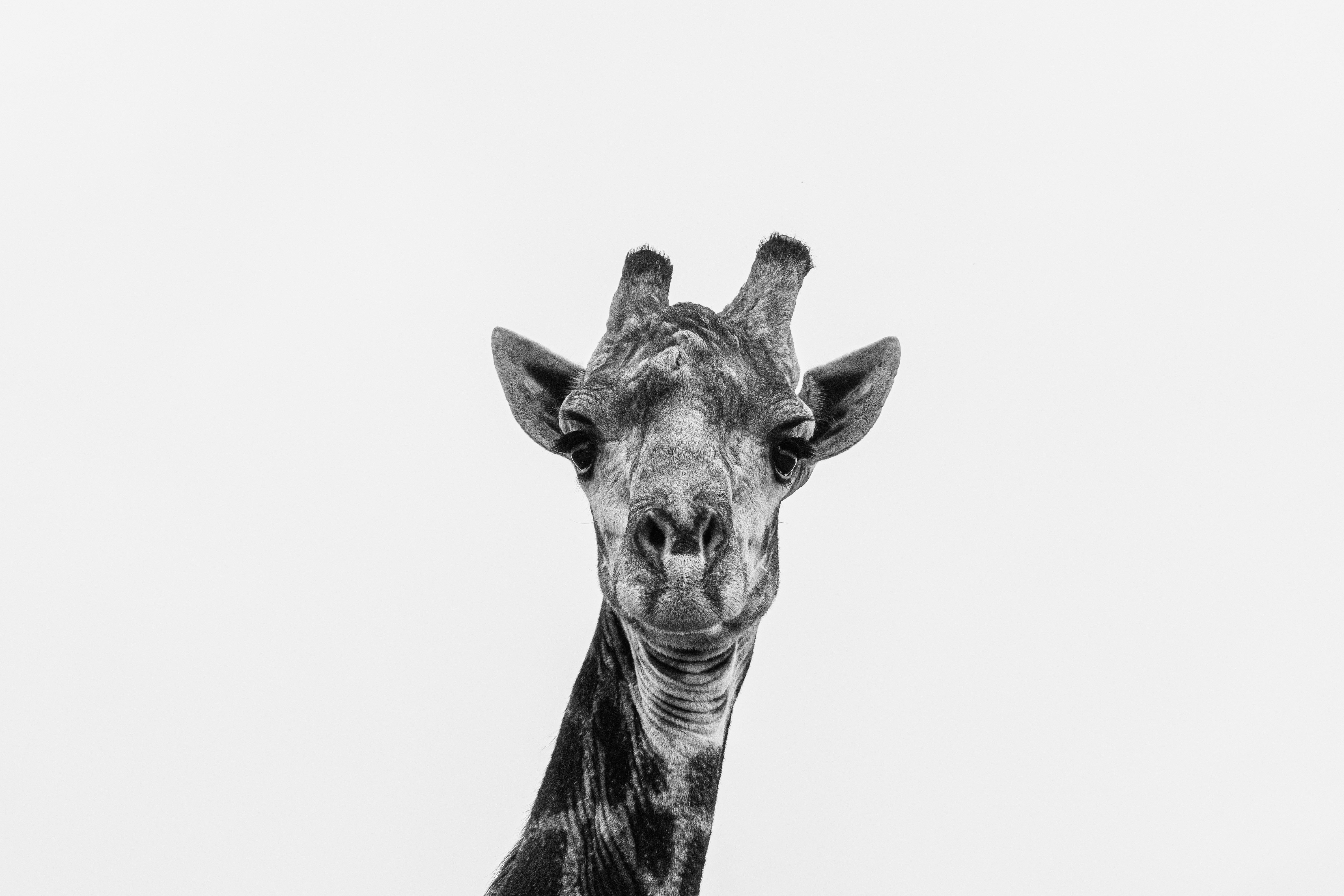 Close-up of a Giraffe · Free Stock Photo