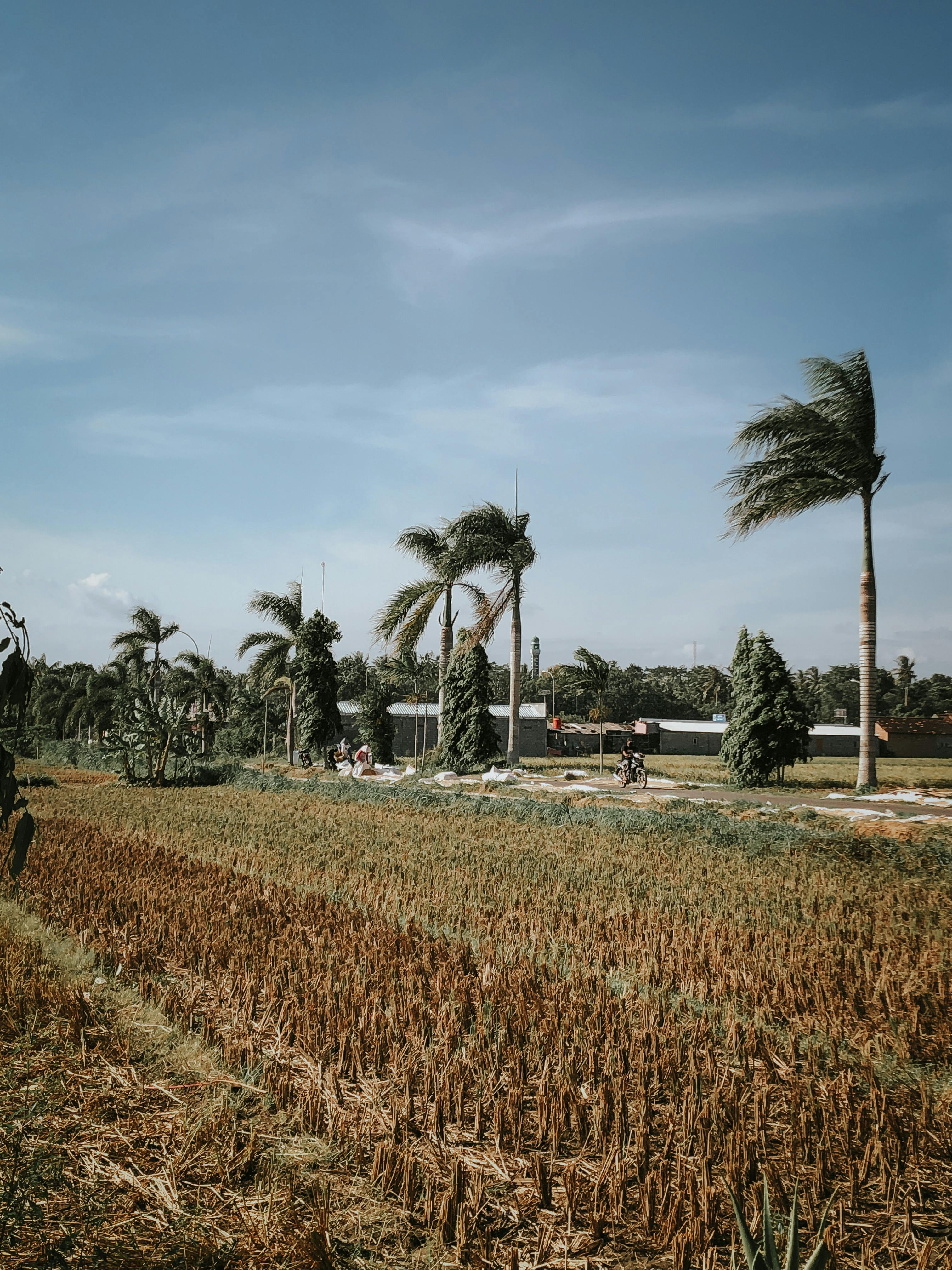 Green Palm Trees on a Swamp · Free Stock Photo