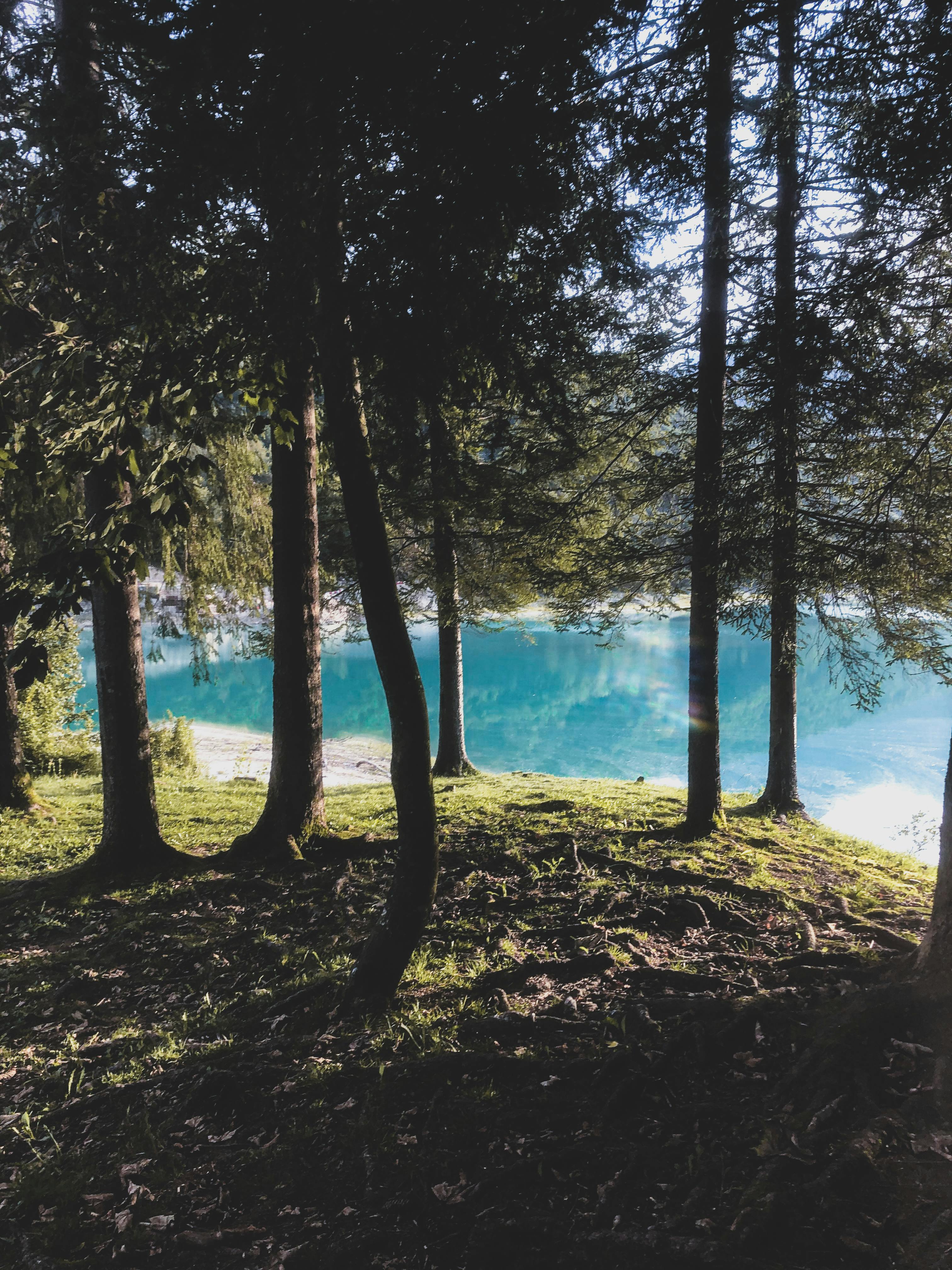 Chopped Trees in Forest · Free Stock Photo