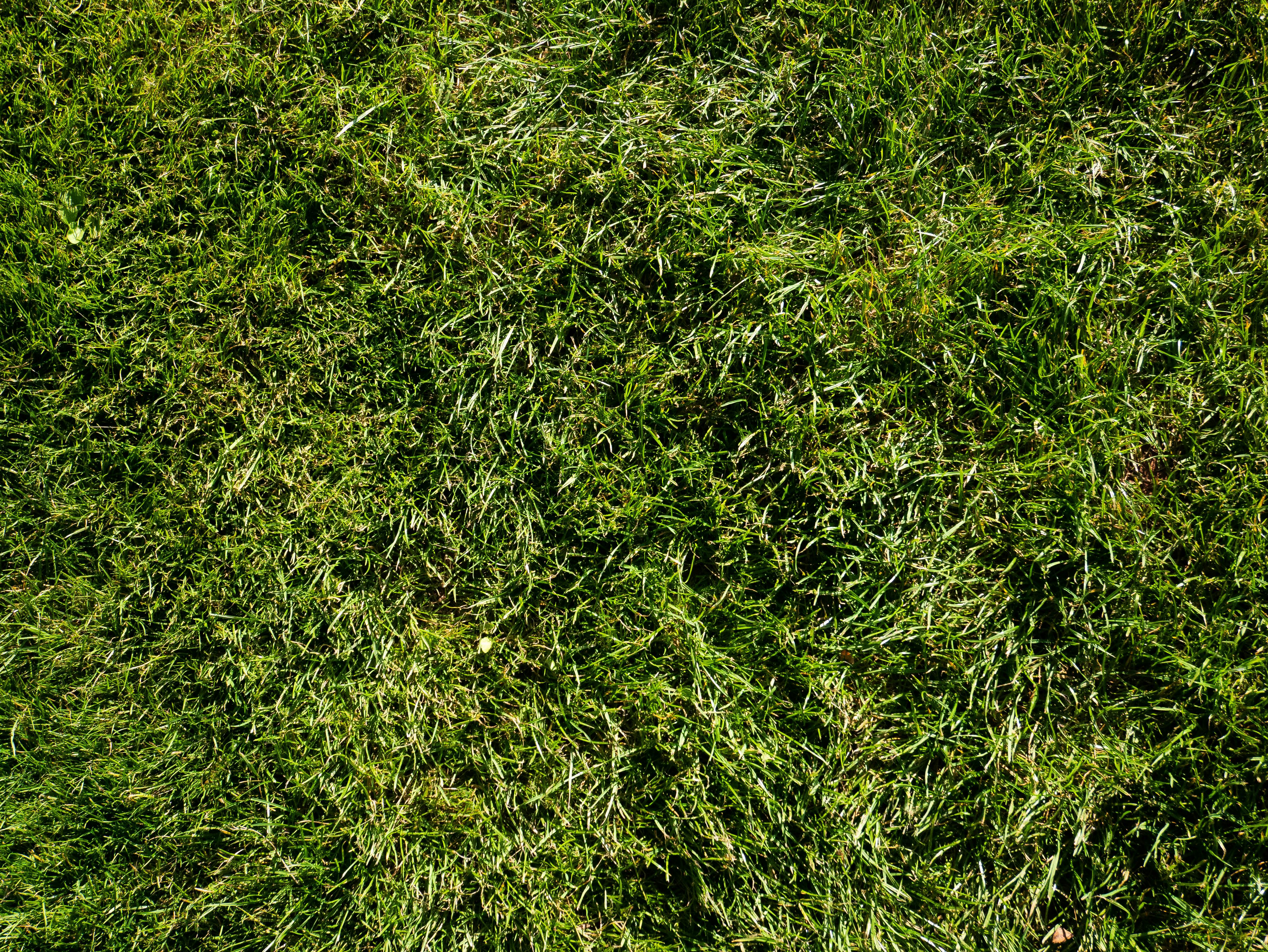 Close-Up View of Green Grass · Free Stock Photo