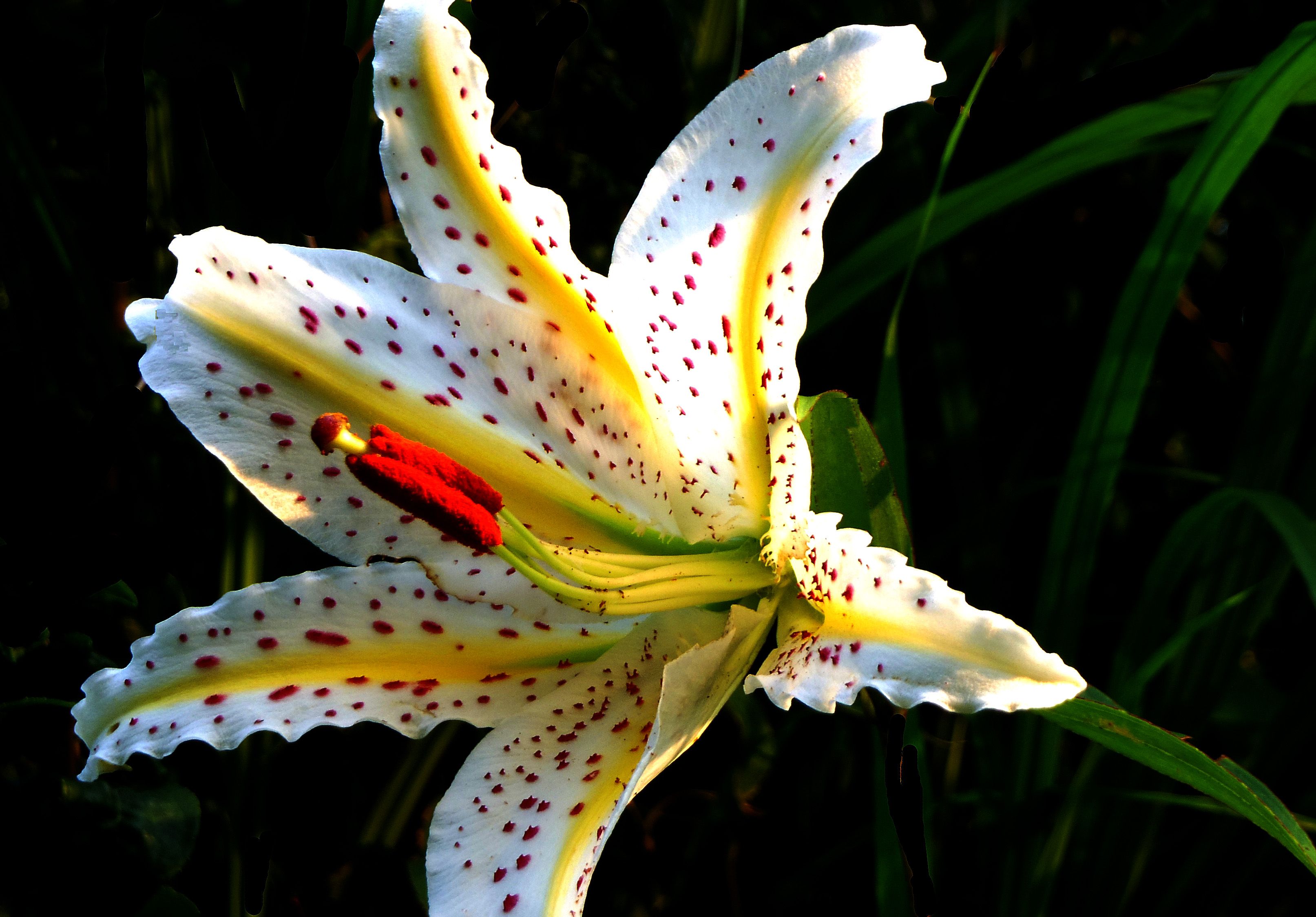 Free stock photo of flowers, narcissus