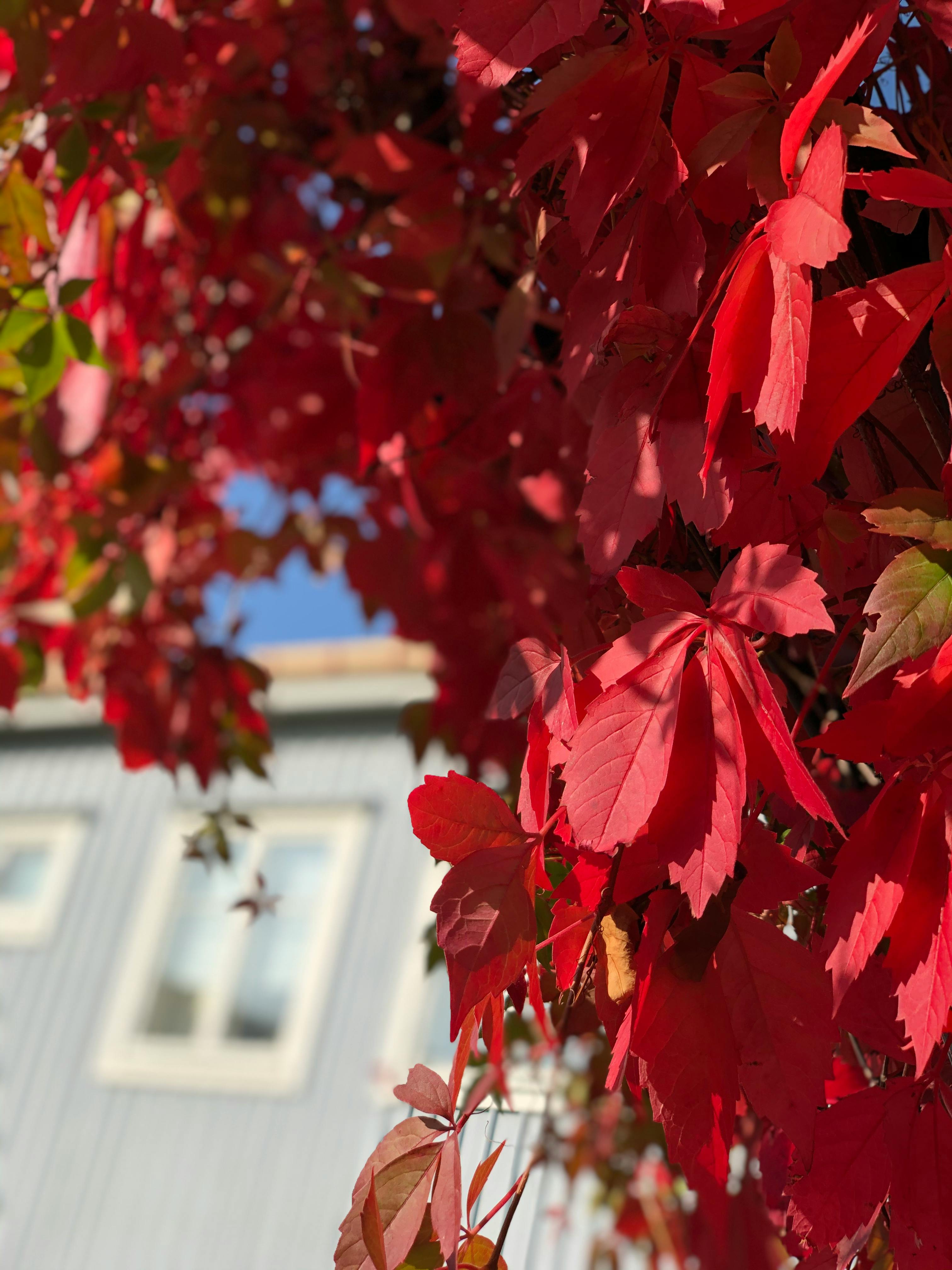 Red Leaves in Summer Light · Free Stock Photo