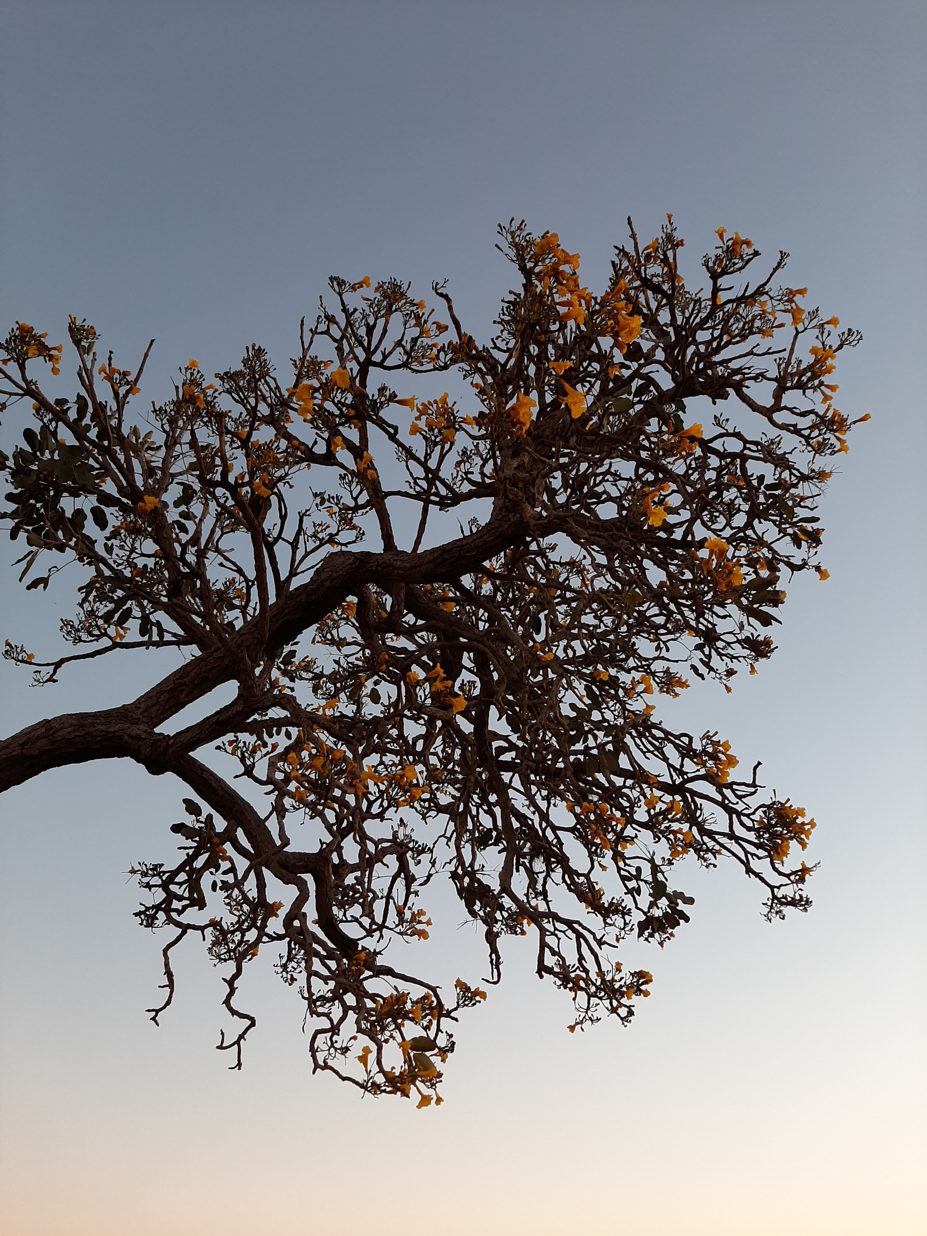 Tree Branches with Green Leaves · Free Stock Photo