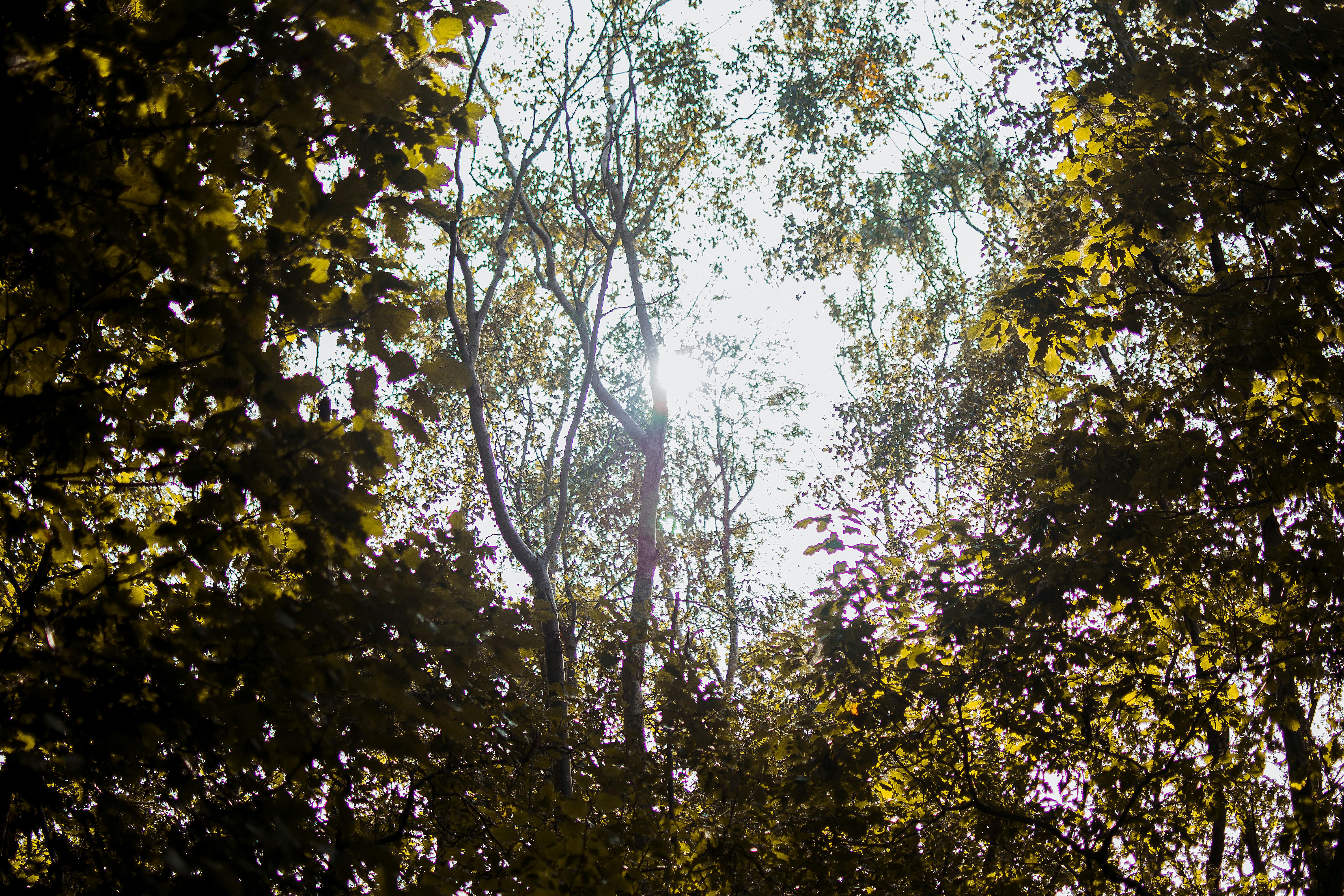 Low-Angle Shot of Trees in a Forest · Free Stock Photo