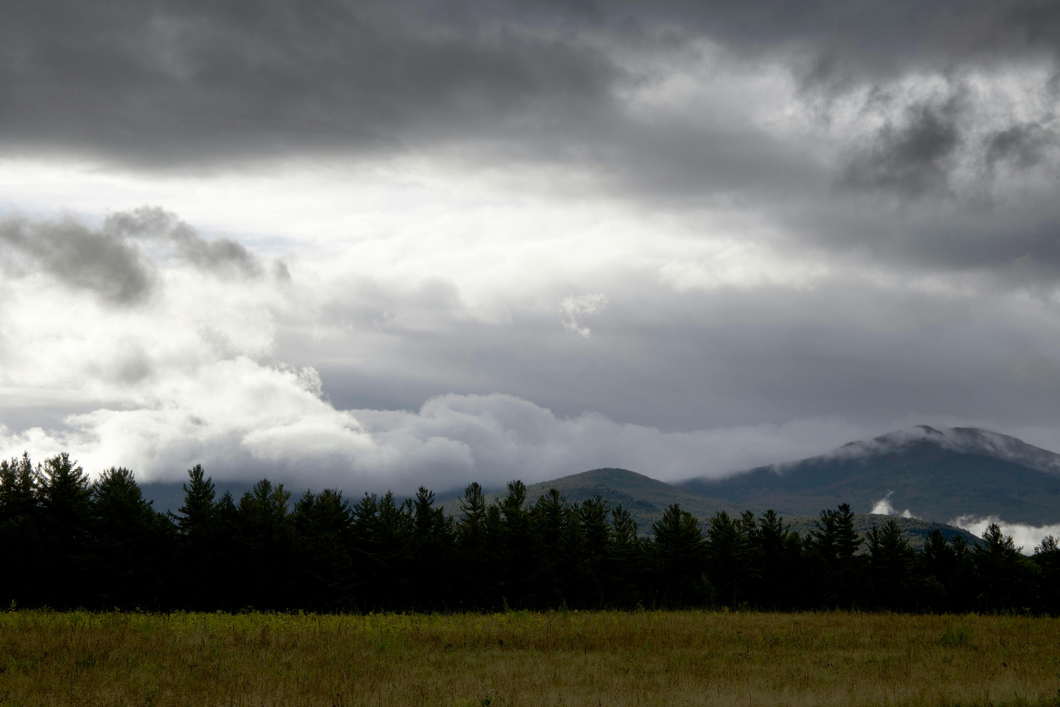 Green Tree Under Cloudy Sky · Free Stock Photo Green Tree Under Cloudy Sky · Free Stock Photo