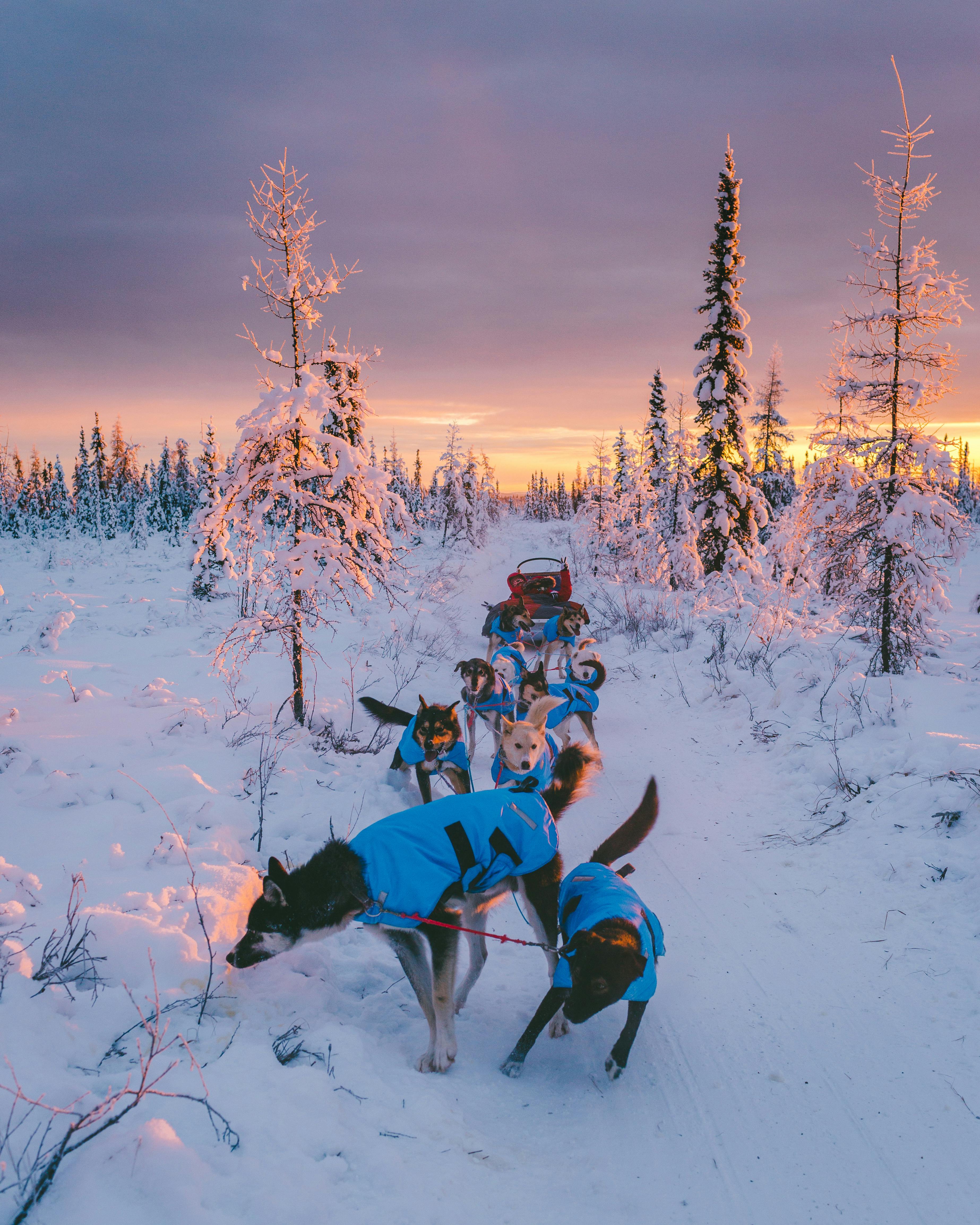 People Riding Sled on Snow Covered Ground · Free Stock Photo