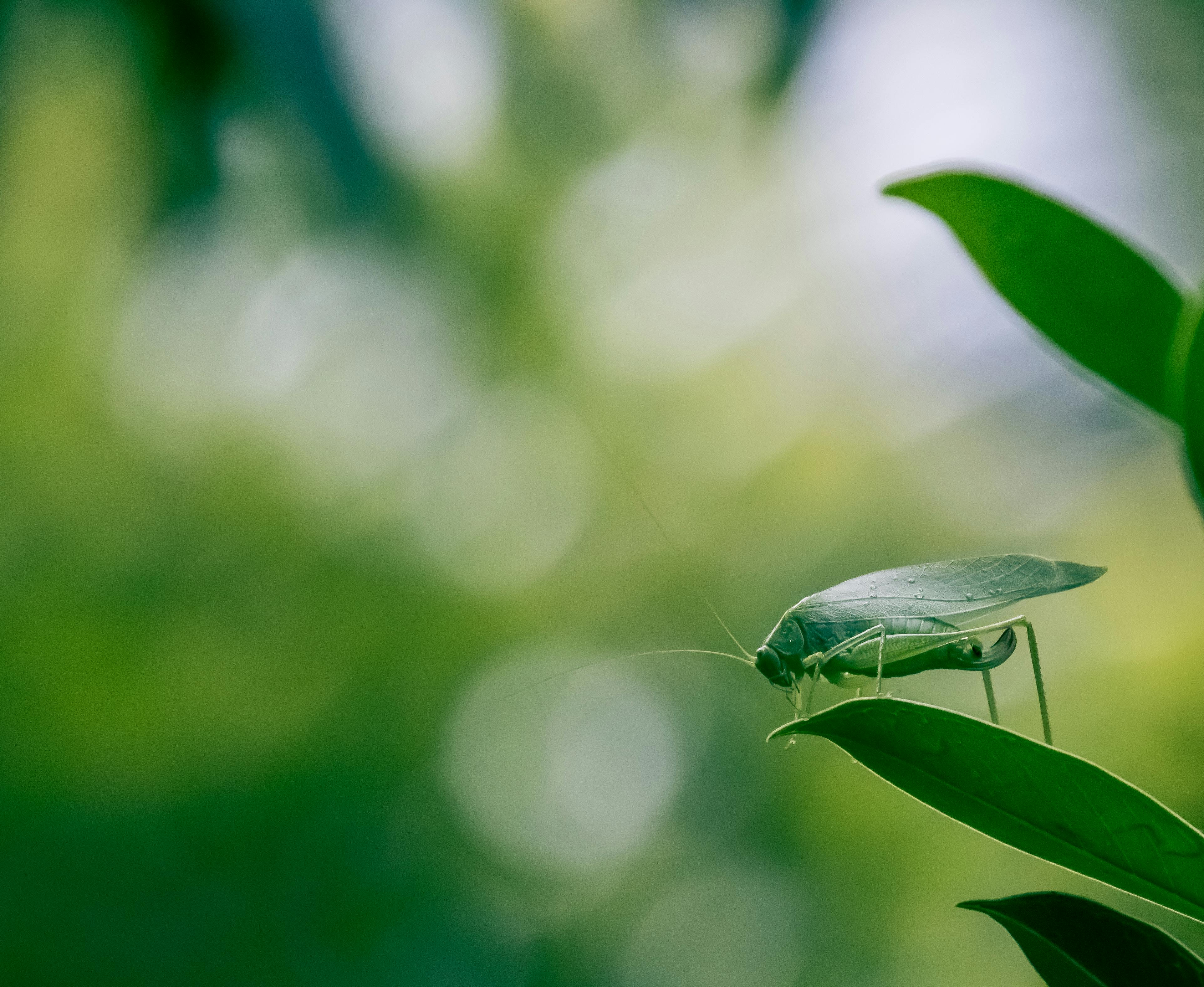 Shallow Focus Photo of a Grasshopper on Green Leaf · Free Stock Photo
