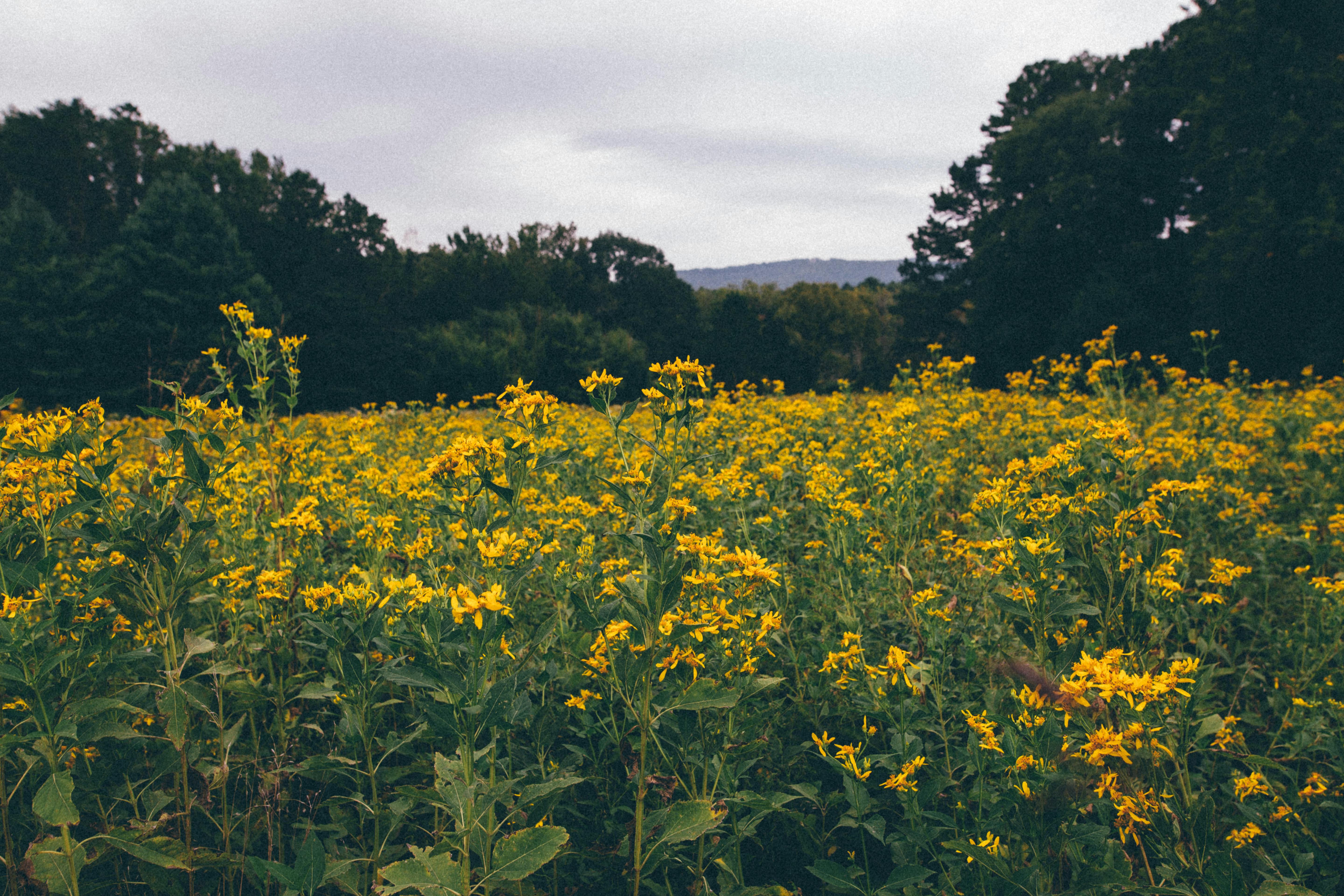 Spectacular field with gentle yellow flowers growing near forest on ...
