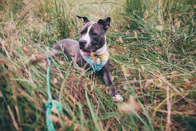 Raising Game Bred American Pit Bull Terriers: Expert Advice