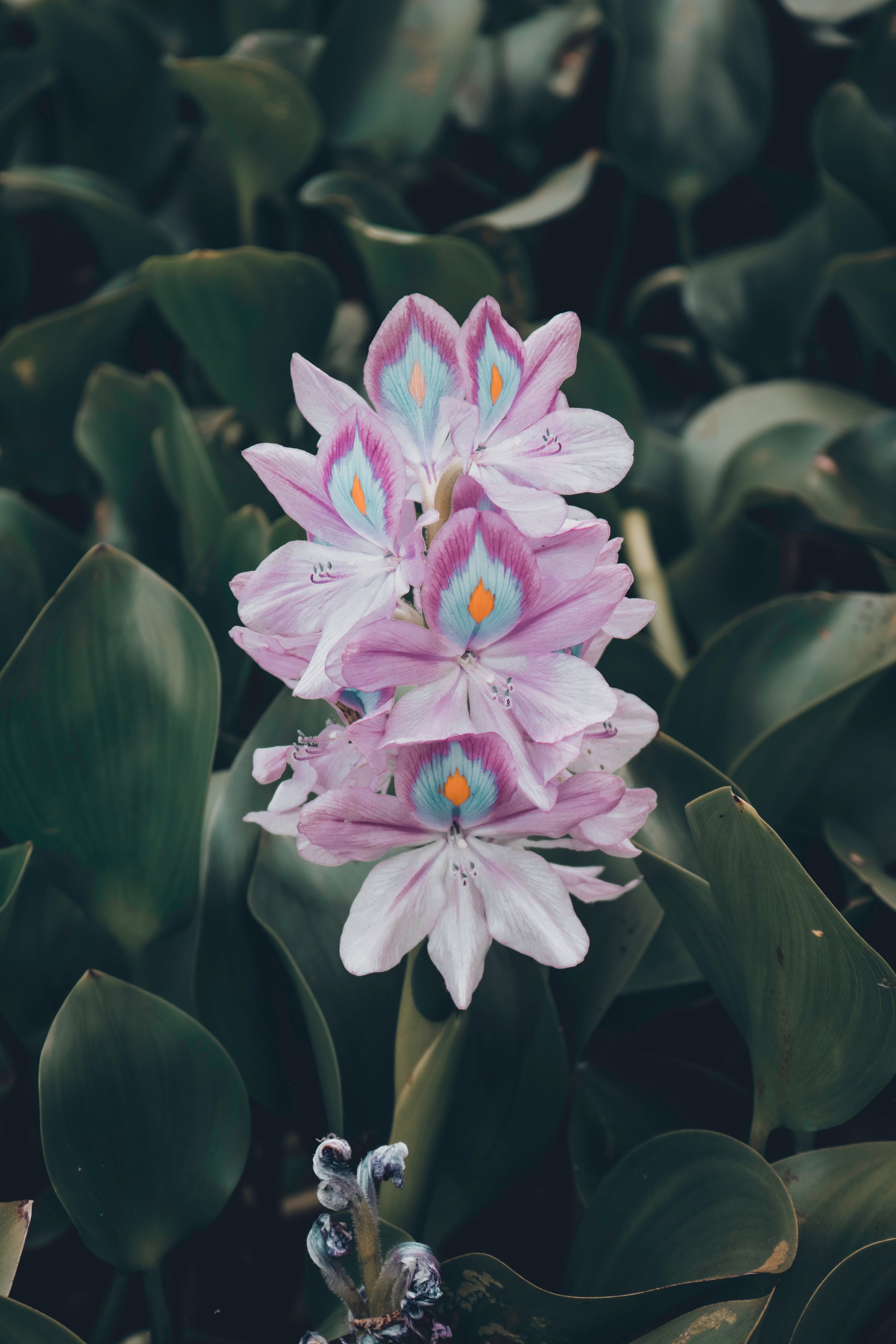 Close-Up View of Hyacinths · Free Stock Photo