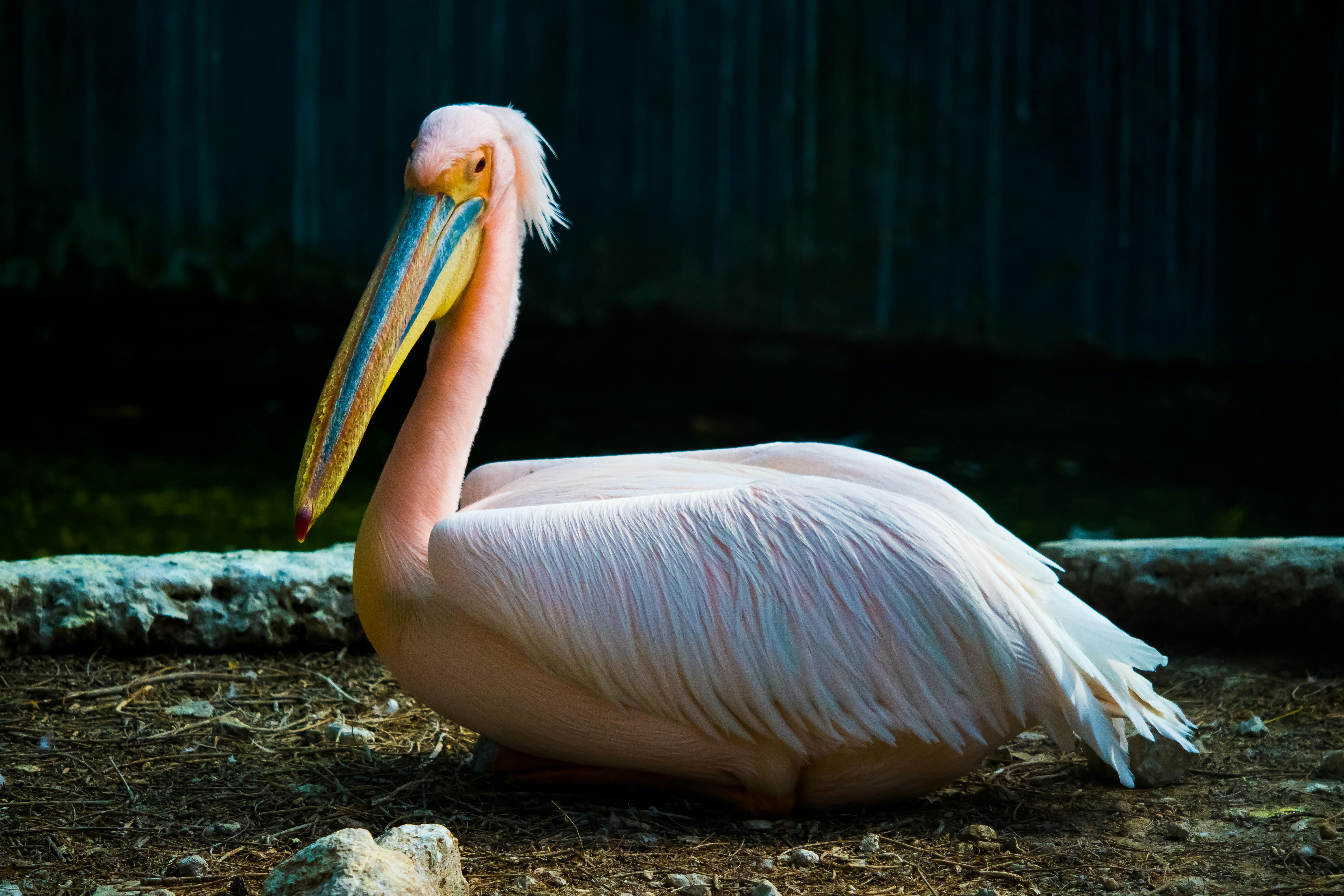 Close-Up View of a Pelican Sitting on the Ground · Free Stock Photo